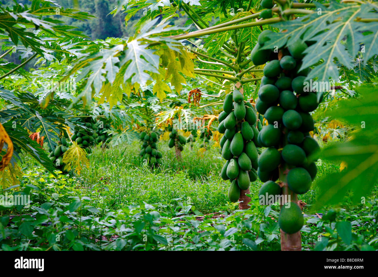 Papaya plantation Stock Photo, Royalty Free Image: 22419928 - Alamy