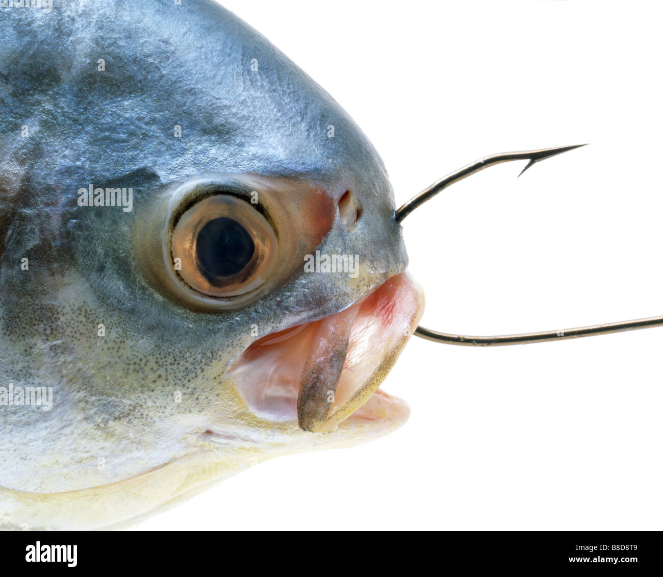 Florida pompano fish hi-res stock photography and images - Alamy