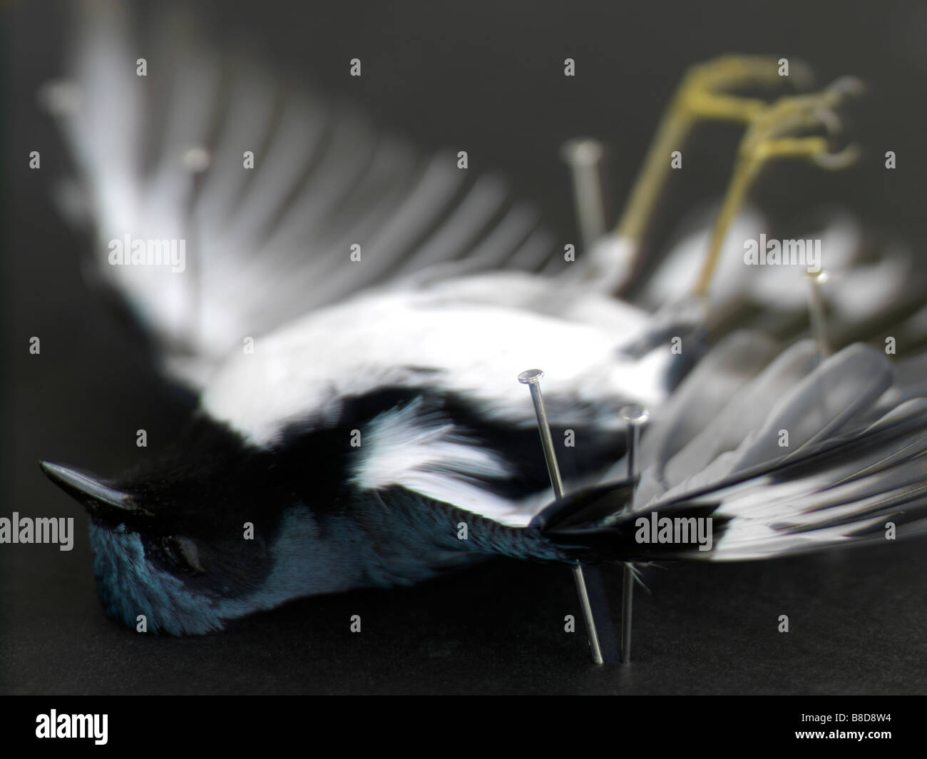 Dead Bluebird Pinned to Table Stock Photo - Alamy