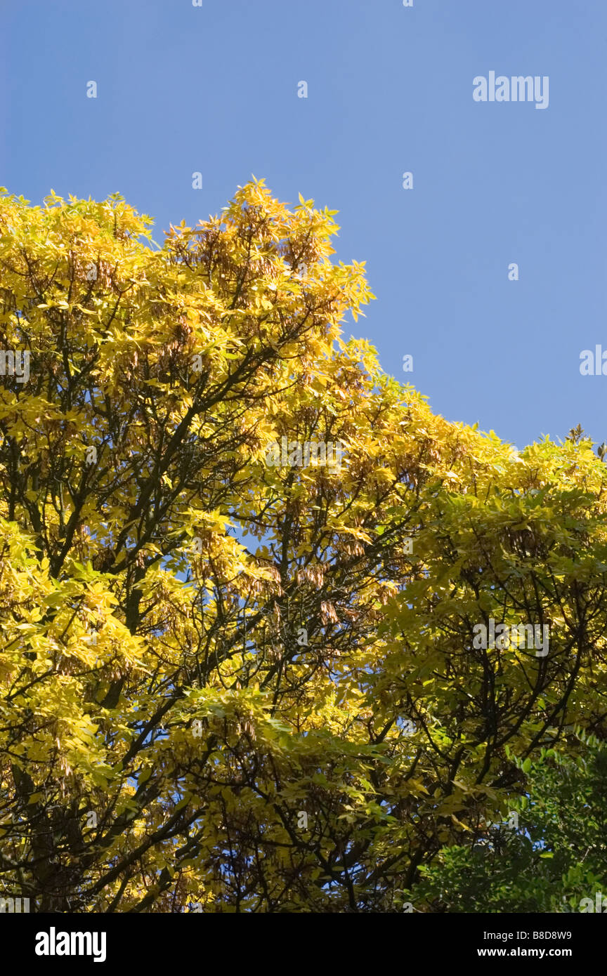 Yellow autumn leaves and seeds of Red Ash Tree, Fraxinus pennsylvanica ...