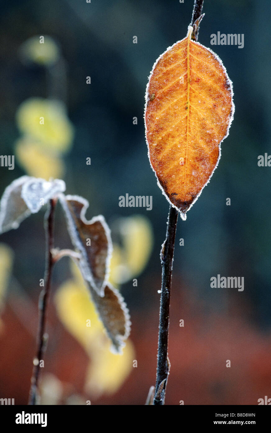 Frosted rod Leaf, Bedford Nova Scotia Stock Photo - Alamy