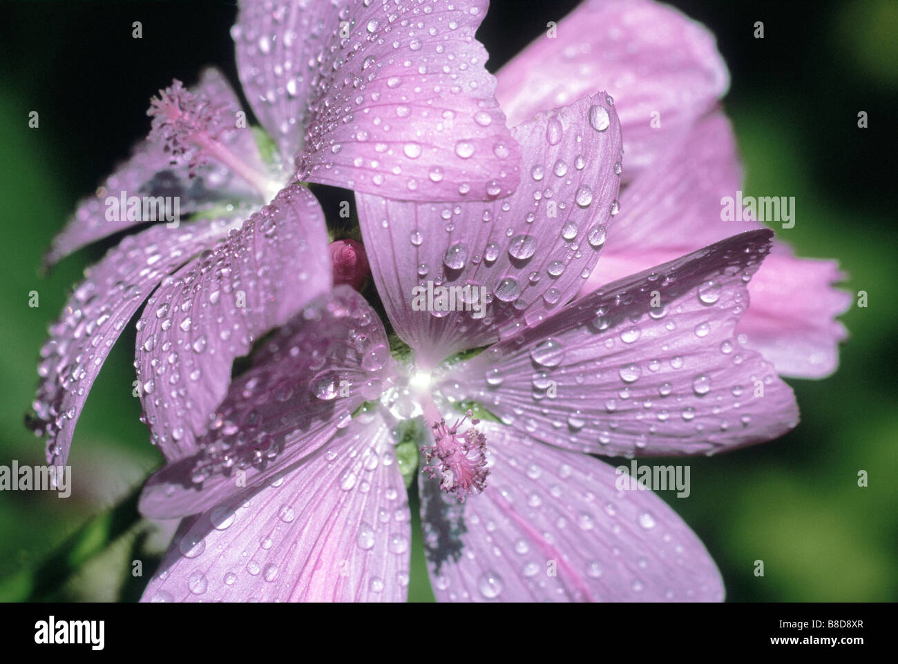 Musk-Mallow Flower (Abelmoschus Moschatus), Bedford, Nova Scotia Stock ...