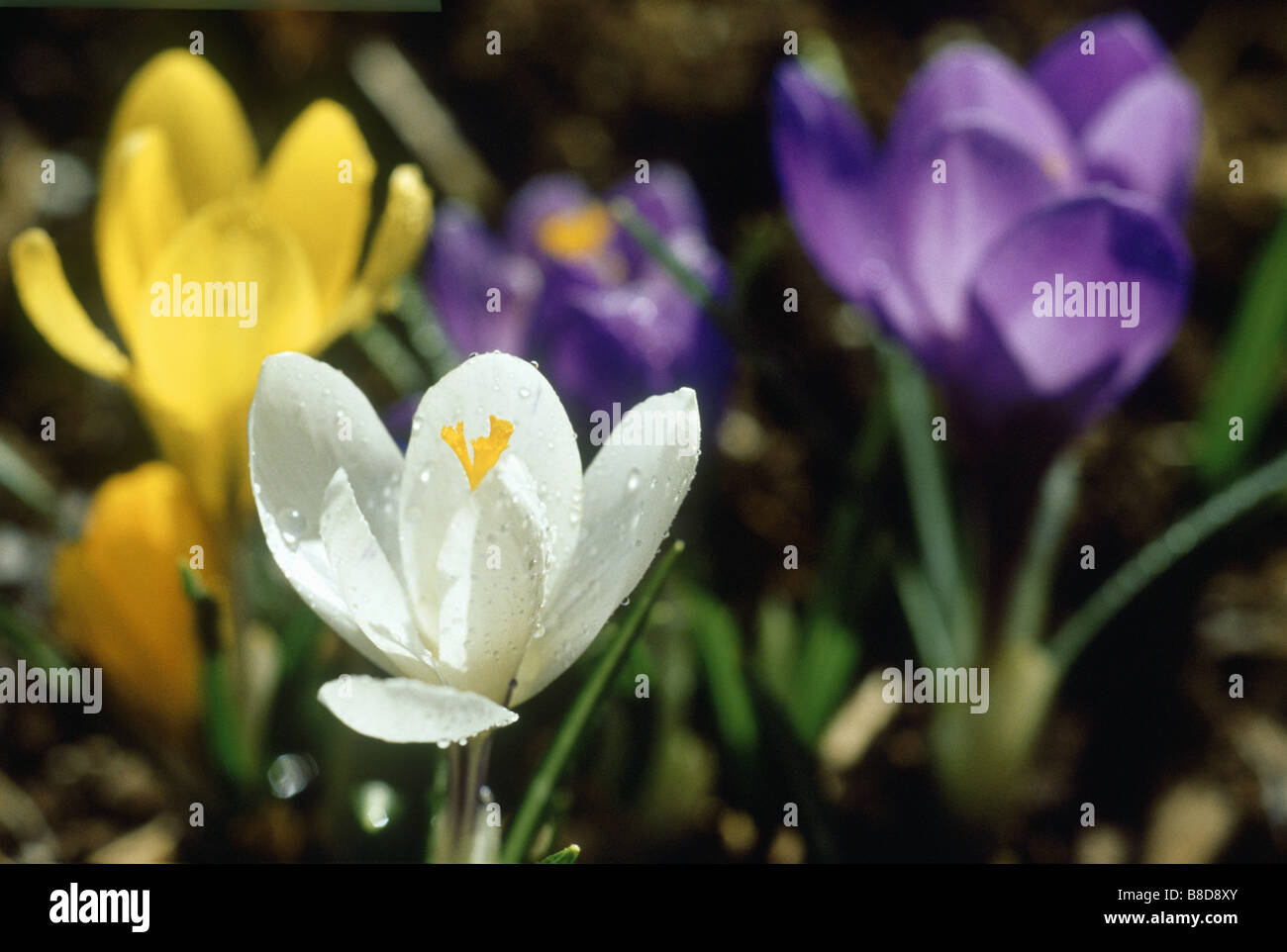 White and purple crocus flowers hi-res stock photography and images - Alamy