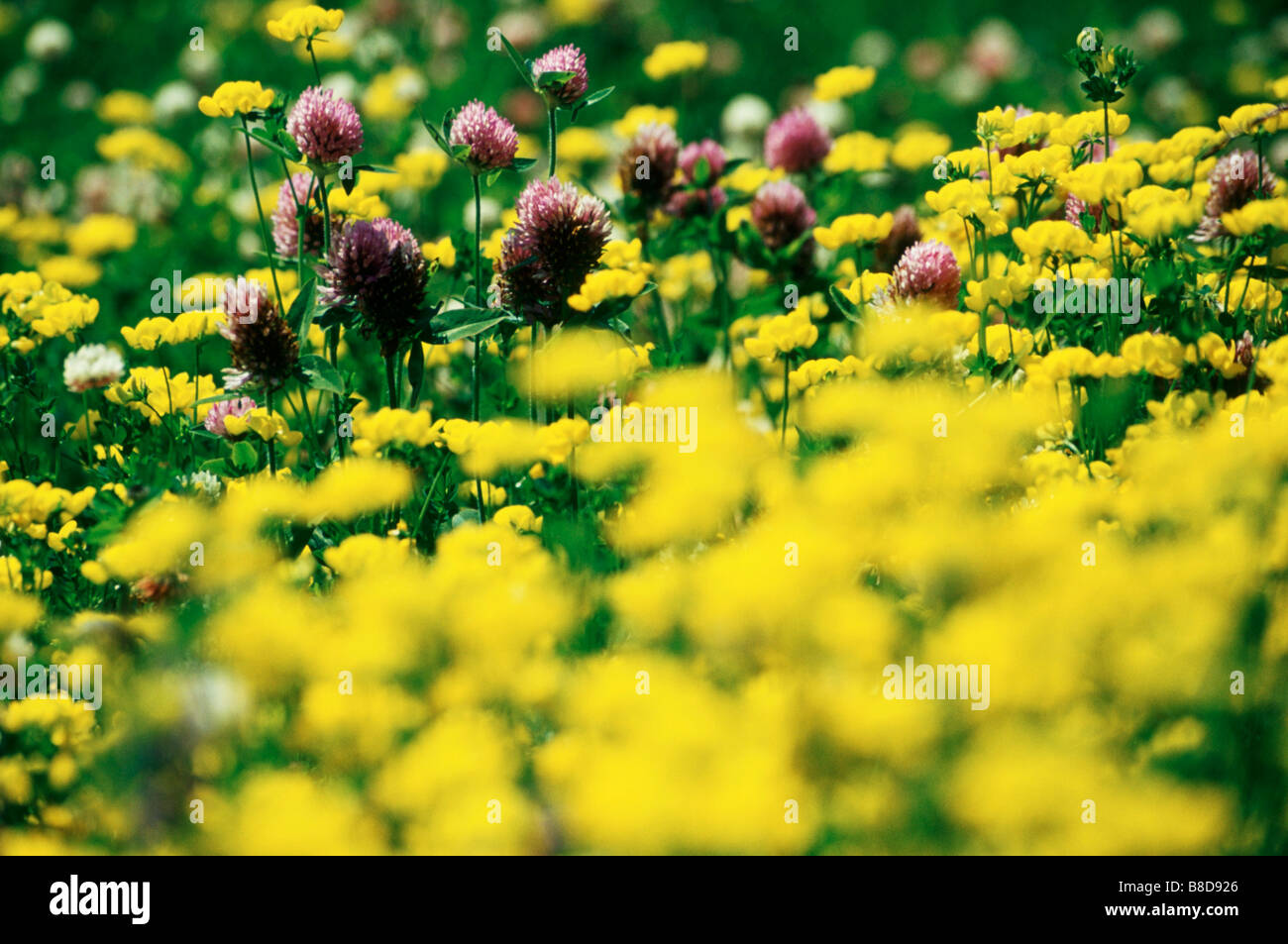 Yellow Birds Foot (Ornithopus pinnatus) Red Clover (Trifolium pratense ...