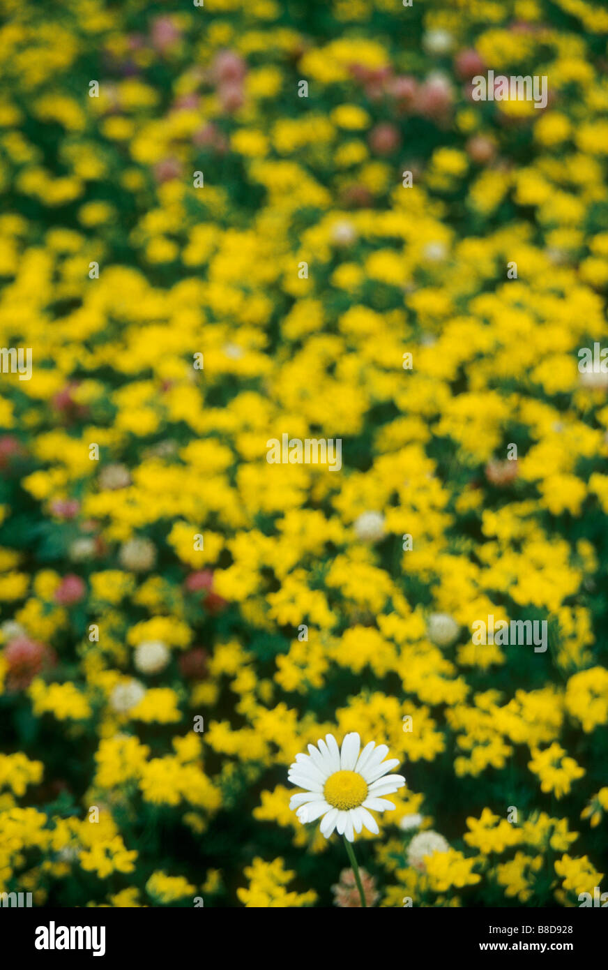 Birds with flower hi-res stock photography and images - Alamy