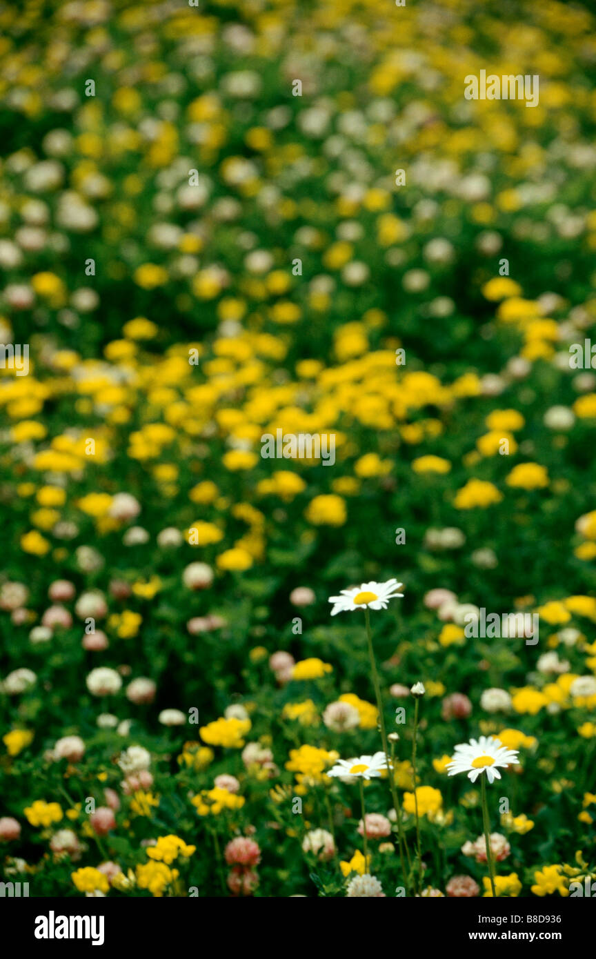 Daisy (Bellis perennis) Yellow Birds Foot (Ornithopus pinnatus Stock ...
