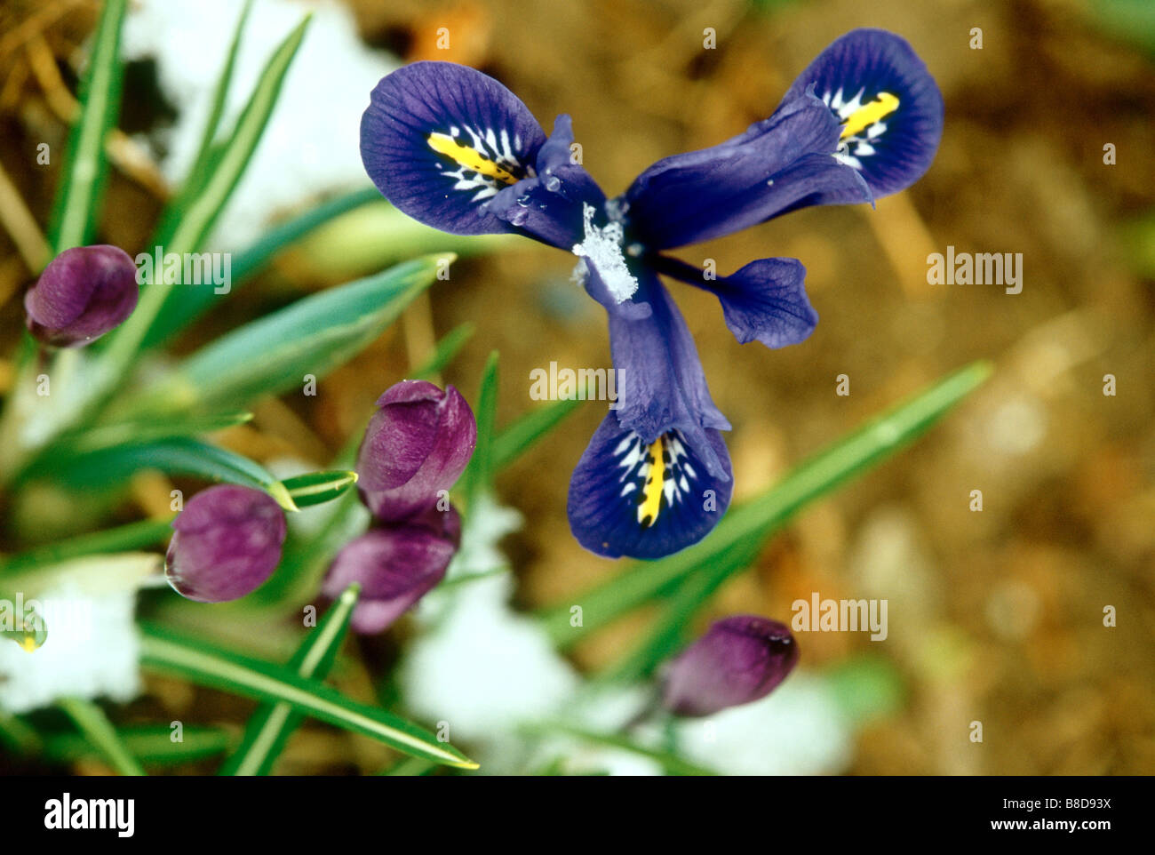 Dwarf lake iris hi-res stock photography and images - Alamy