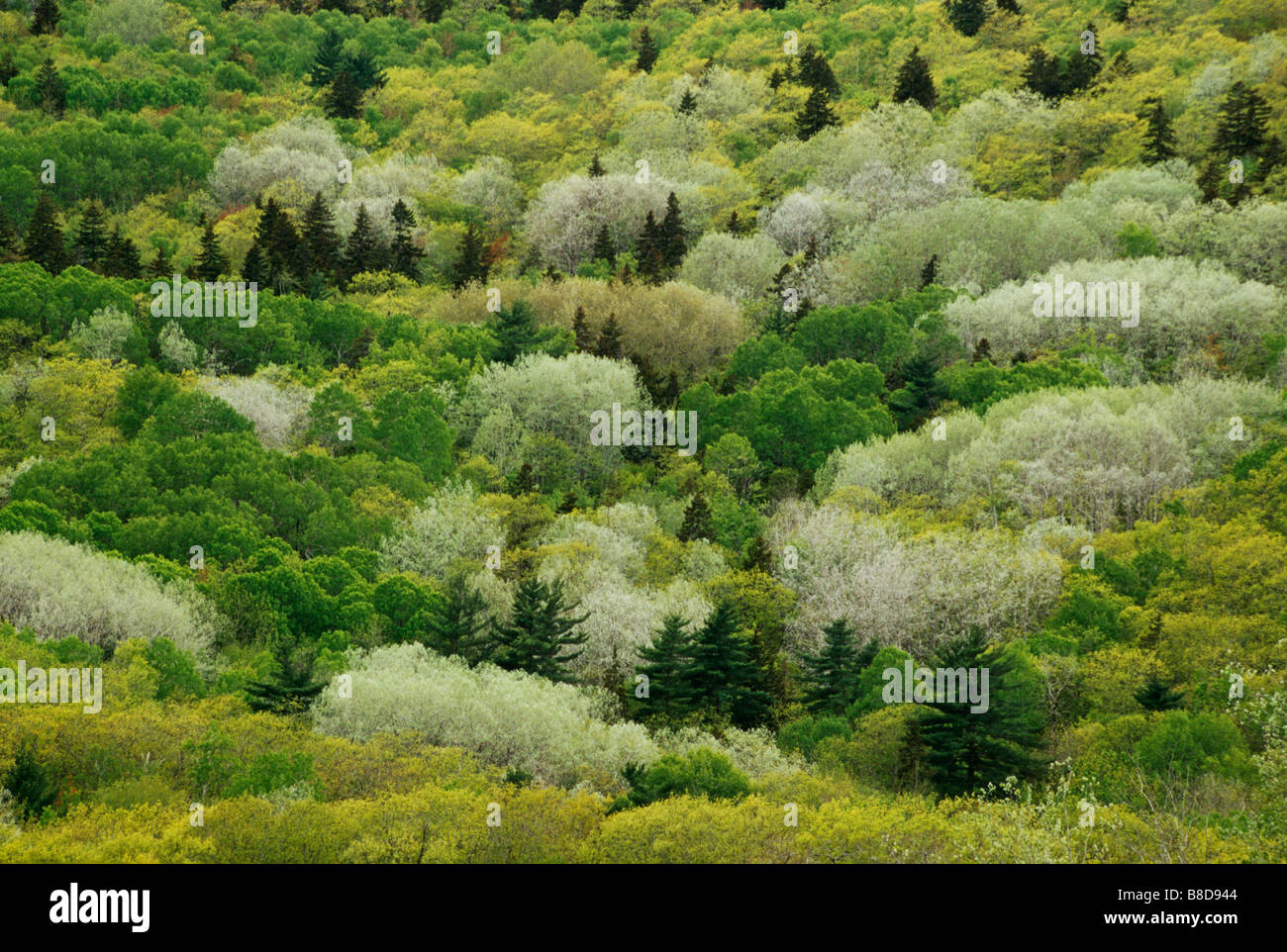 Spring est, Bedford, Nova Scotia Stock Photo - Alamy