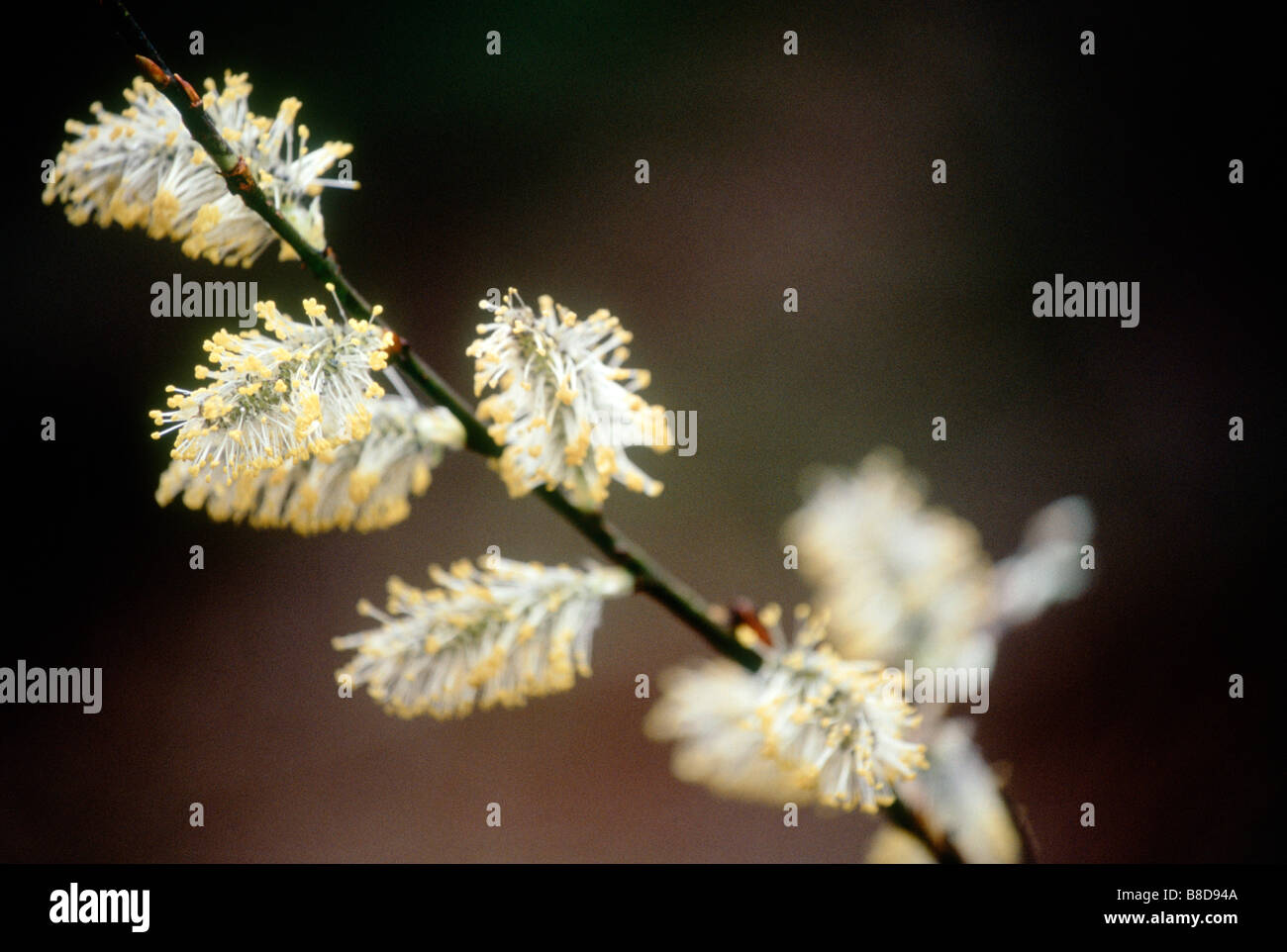 Pussy Willows (Salix discolor Stock Photo - Alamy