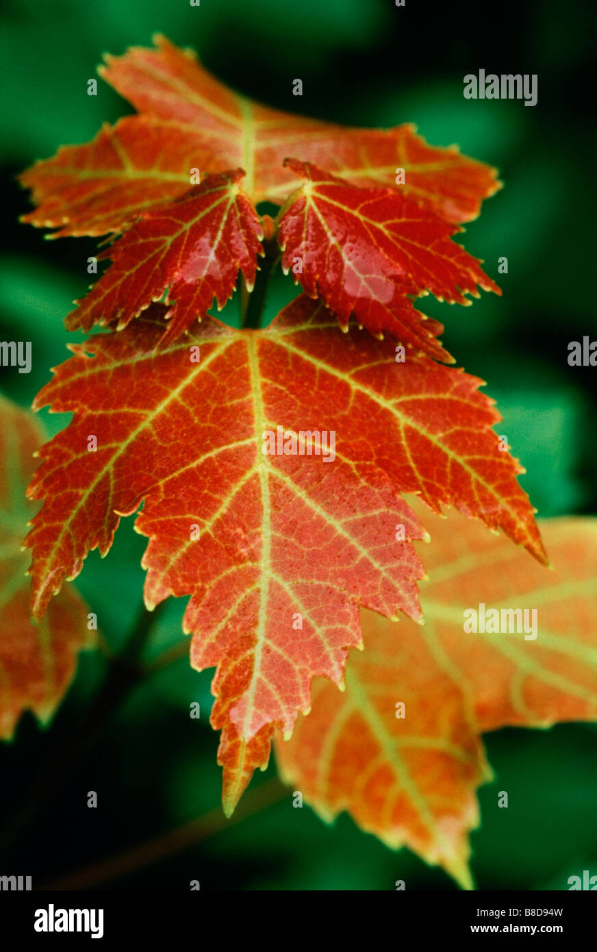 Red Maple Leaf Stock Photo - Alamy