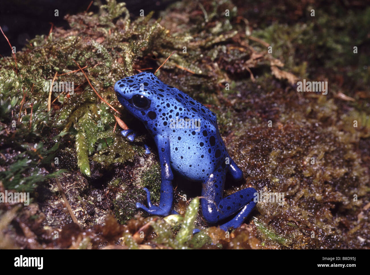 Dendrobates azureus, arrow frog Stock Photo - Alamy