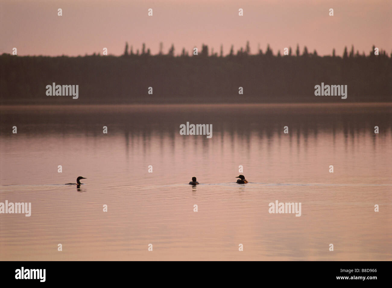 Duck mountain provincial park manitoba hi-res stock photography and ...