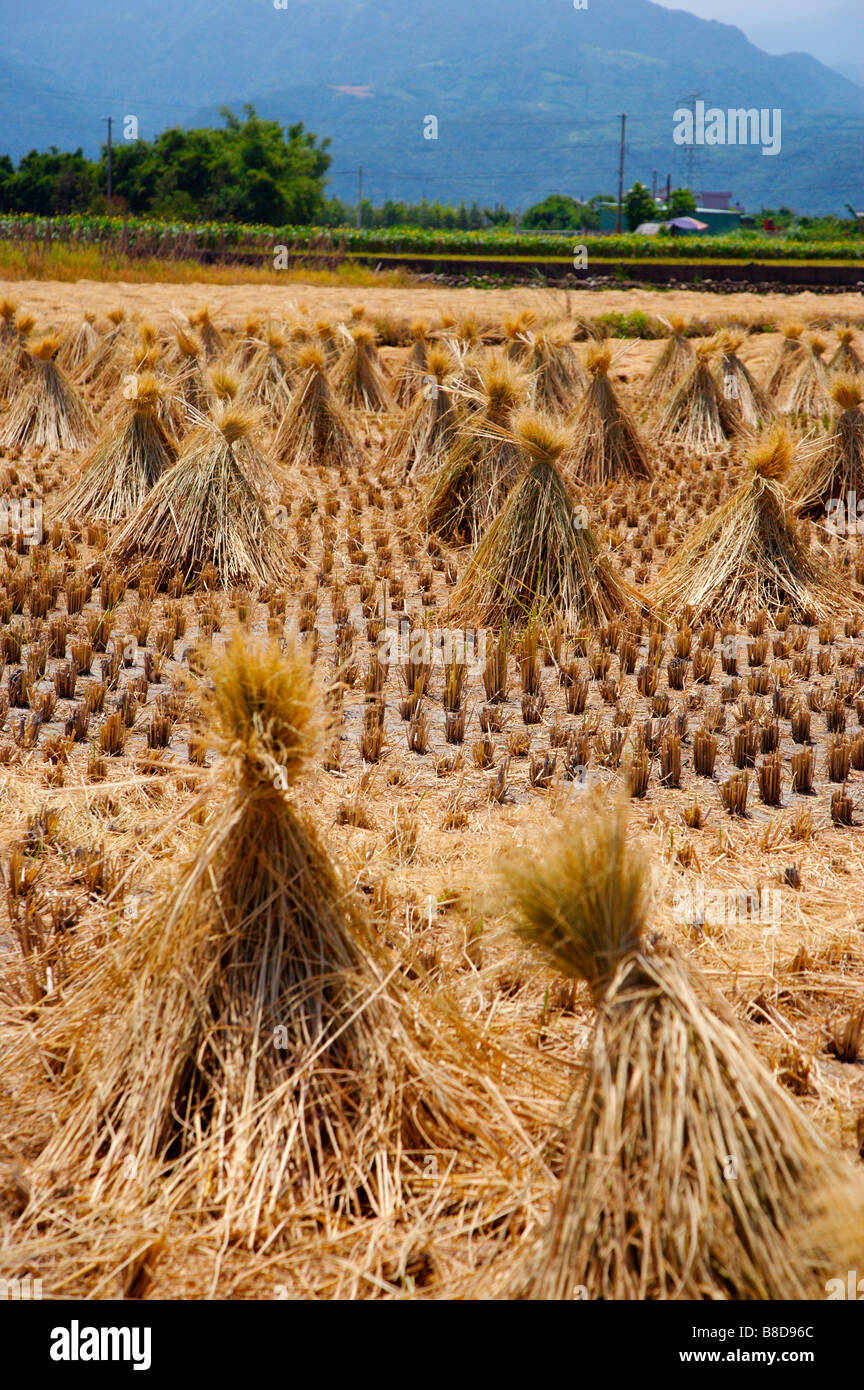 Rice crop drying in field Stock Photo - Alamy