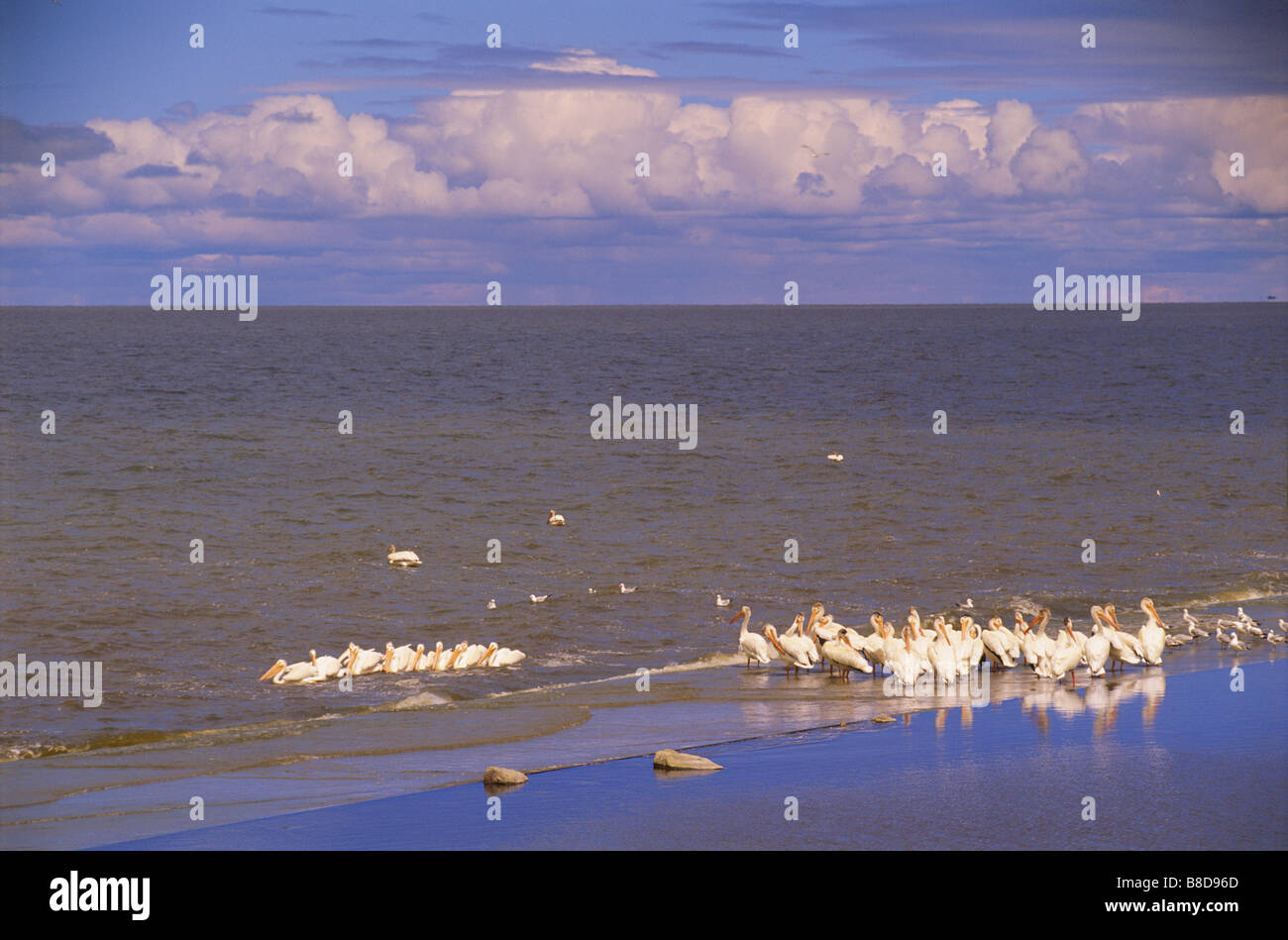 Delta marsh manitoba hi-res stock photography and images - Alamy