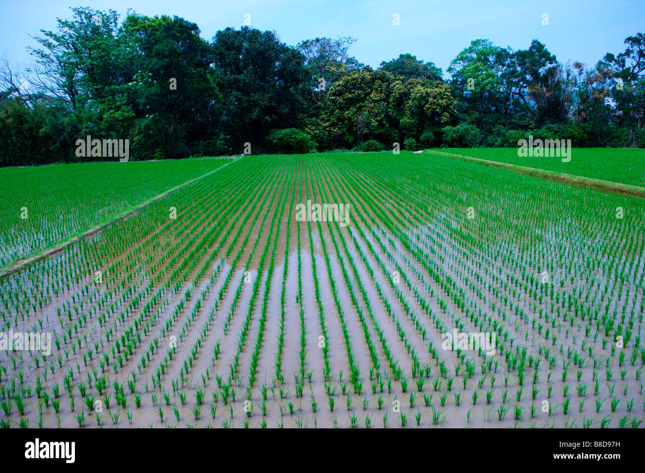 Water filled rice paddy hi-res stock photography and images - Alamy