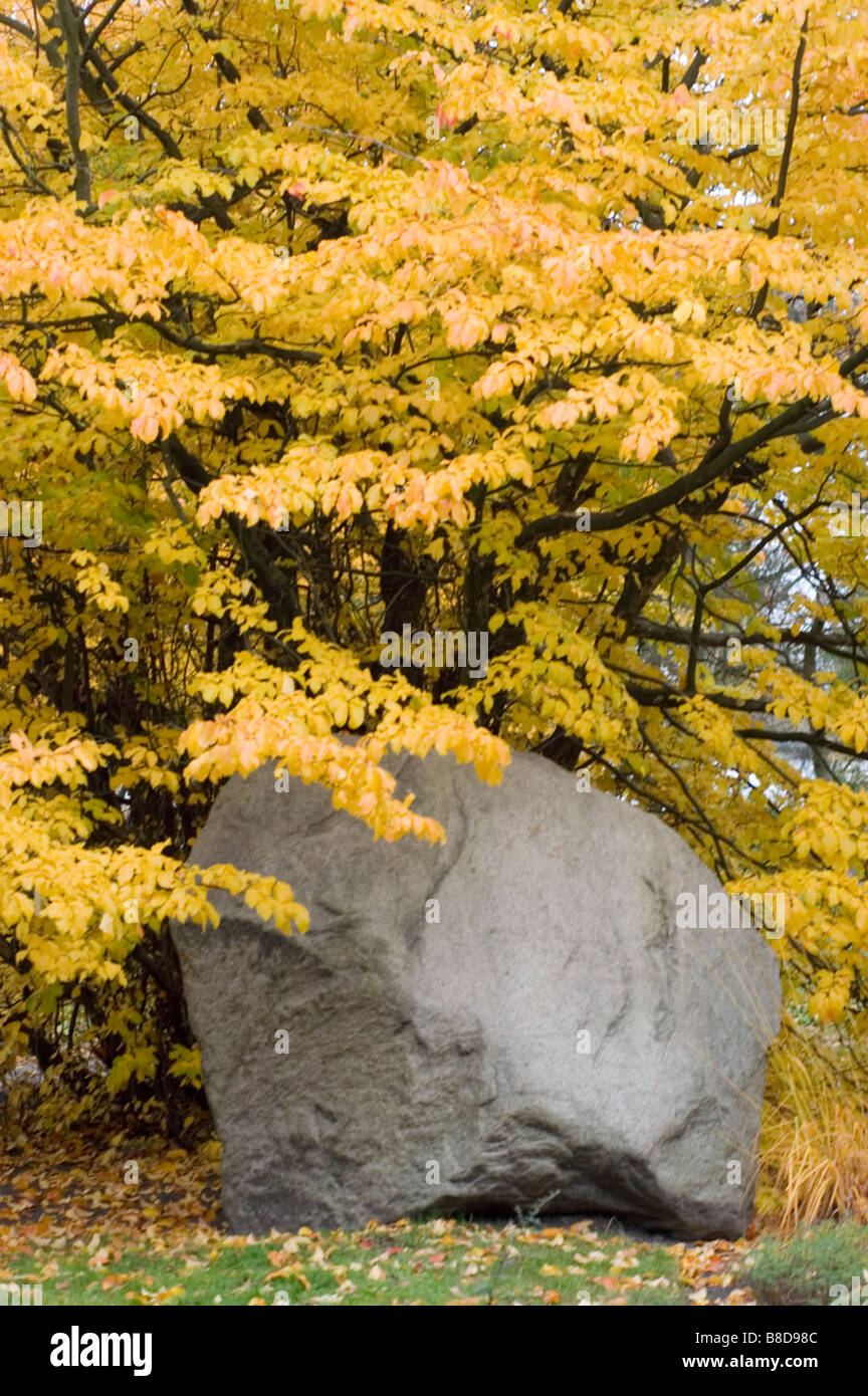 Parrotia persica big stone hi-res stock photography and images - Alamy