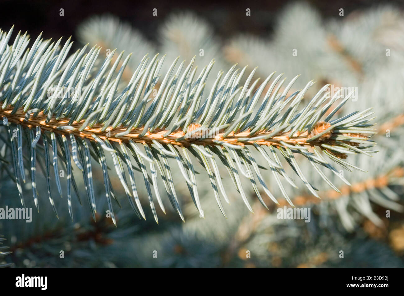 Picea pungens procumbens hi-res stock photography and images - Alamy