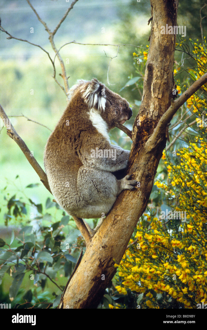 Wild koala in tree Australia Stock Photo - Alamy