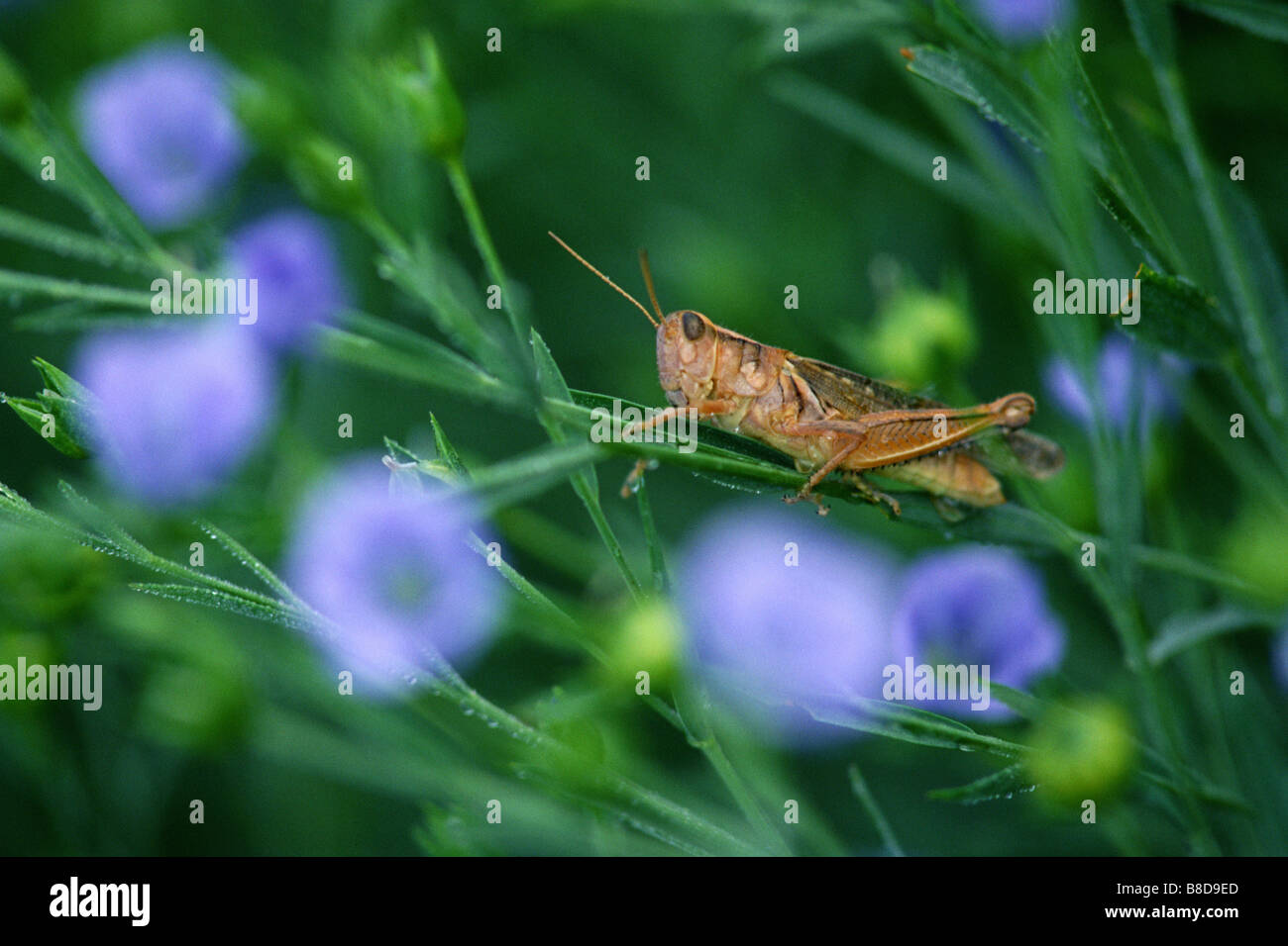 Blue grasshopper hi-res stock photography and images - Alamy
