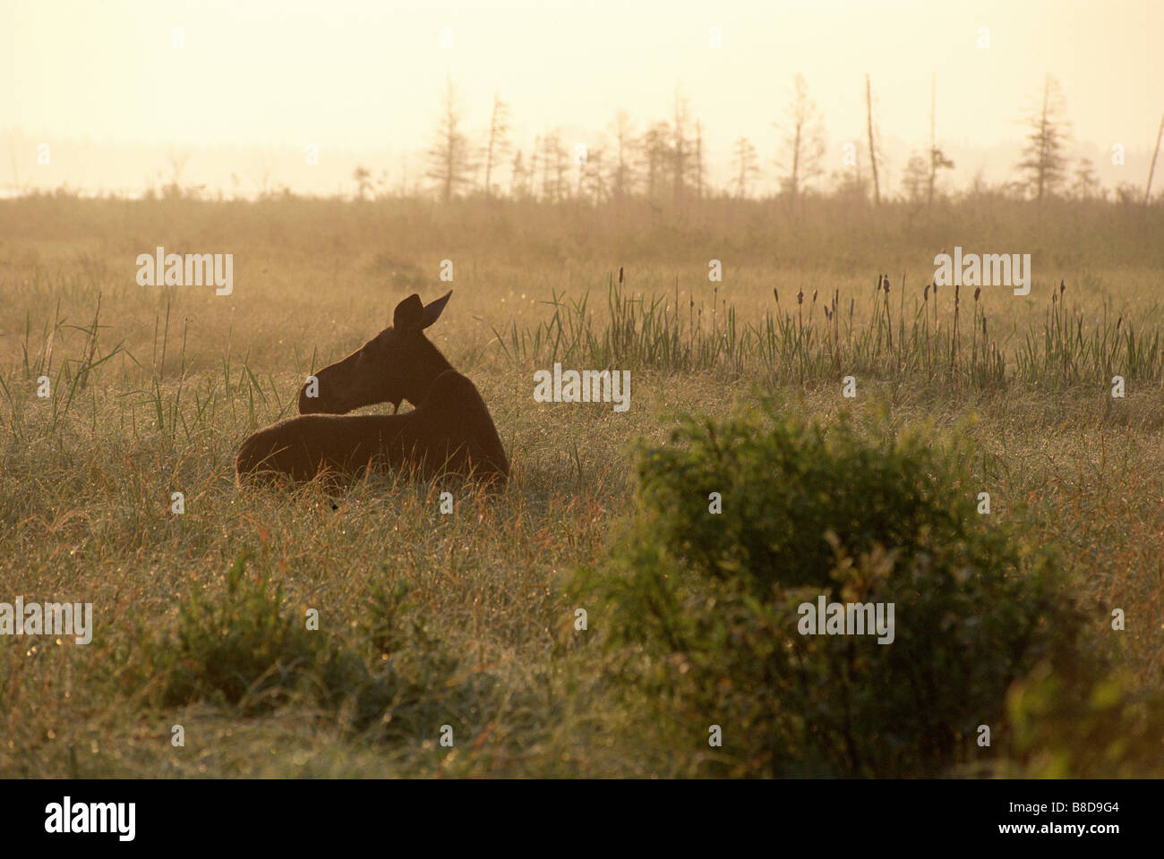 Riding moose hi-res stock photography and images - Alamy