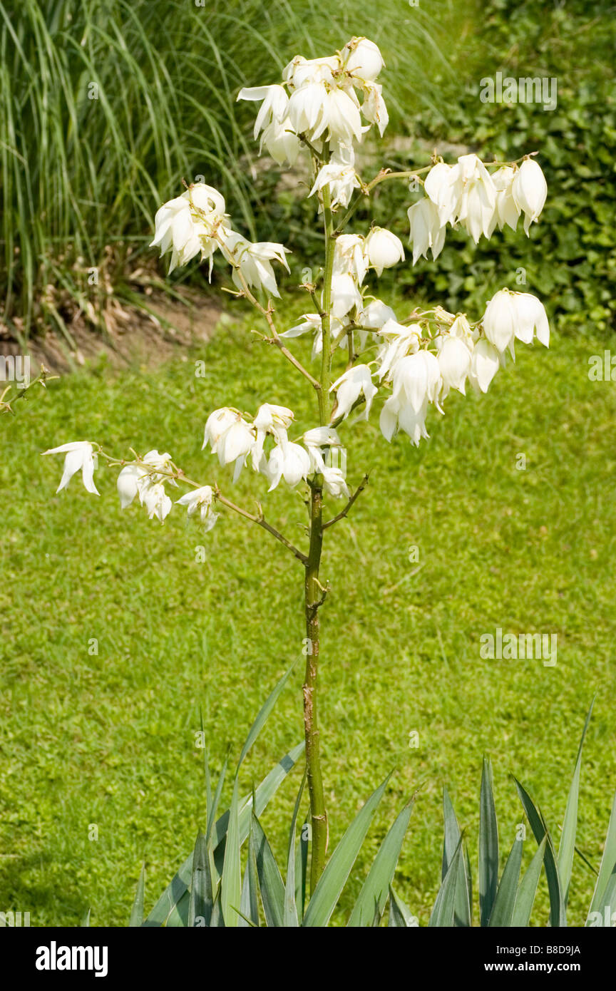 Yucca white flowers hi-res stock photography and images - Alamy