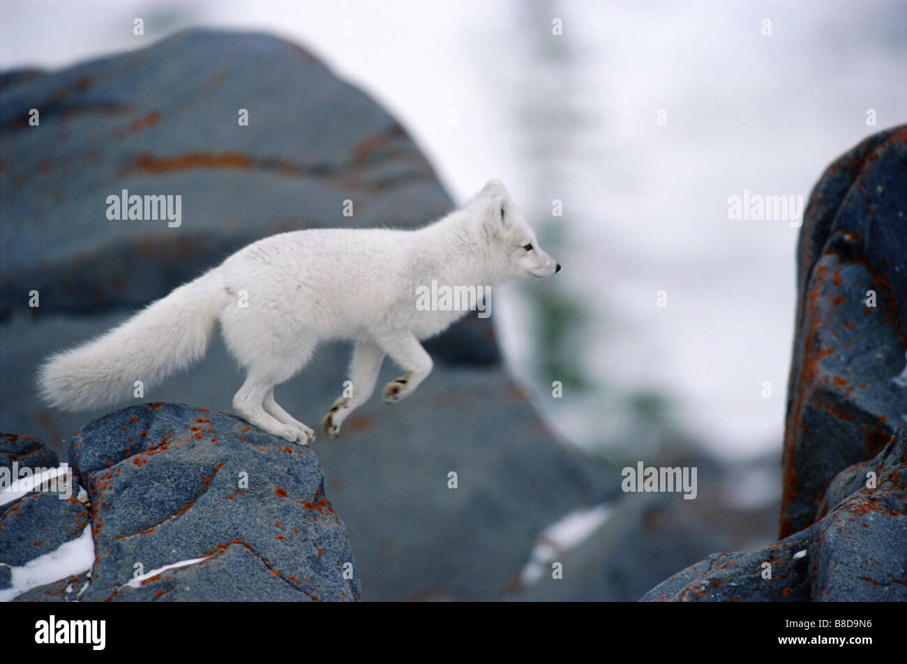Arctic fox jumping hi-res stock photography and images - Alamy