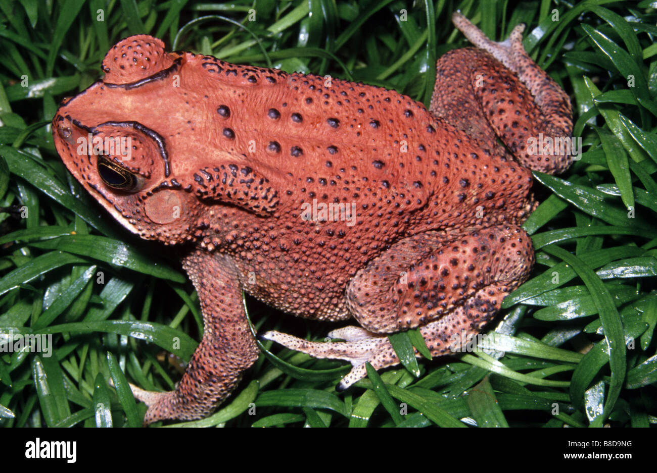 Duttaphrynus melanostictus (Black-spined toad), red morph Stock Photo ...