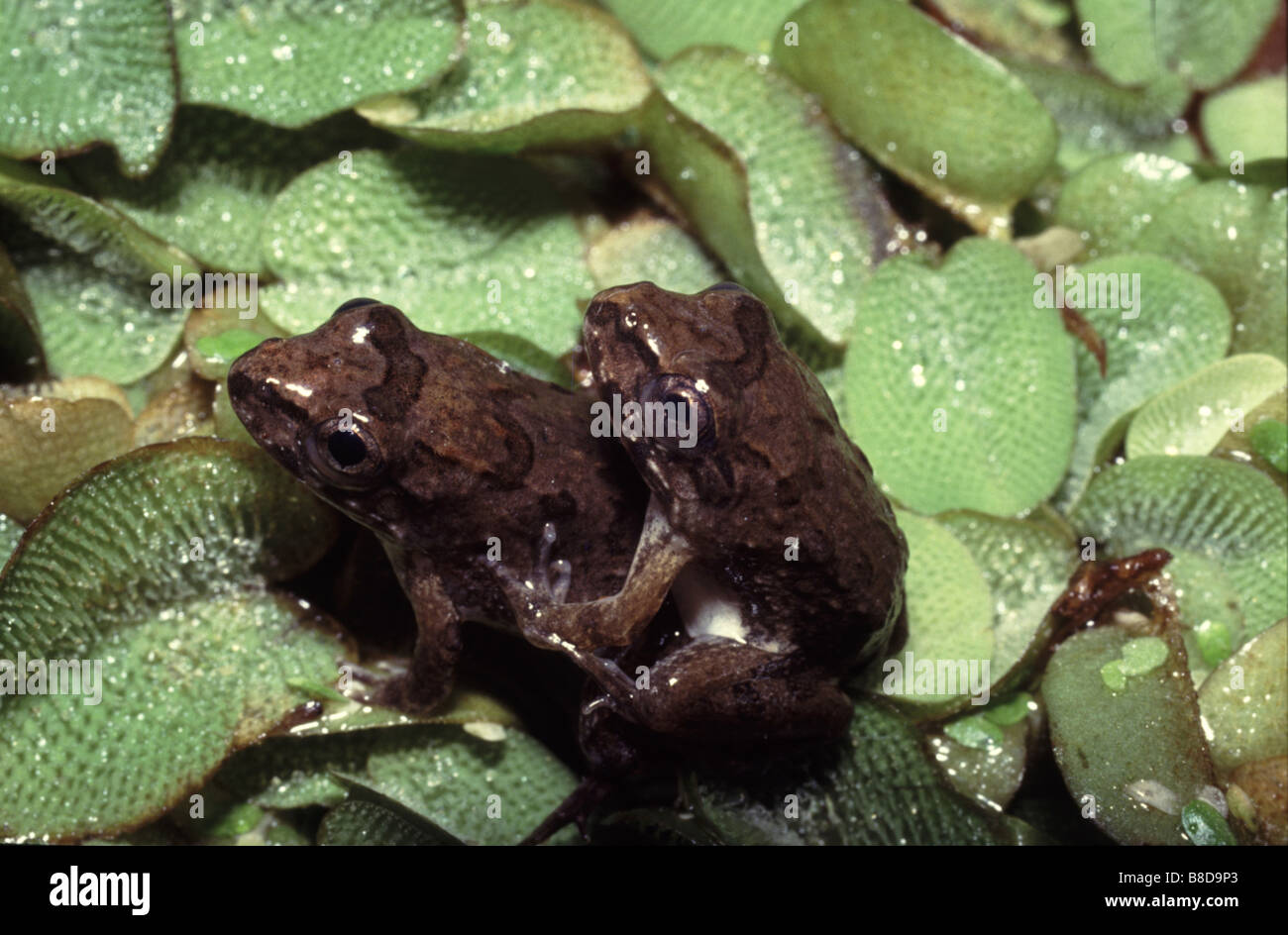 Rice frogs hi-res stock photography and images - Alamy