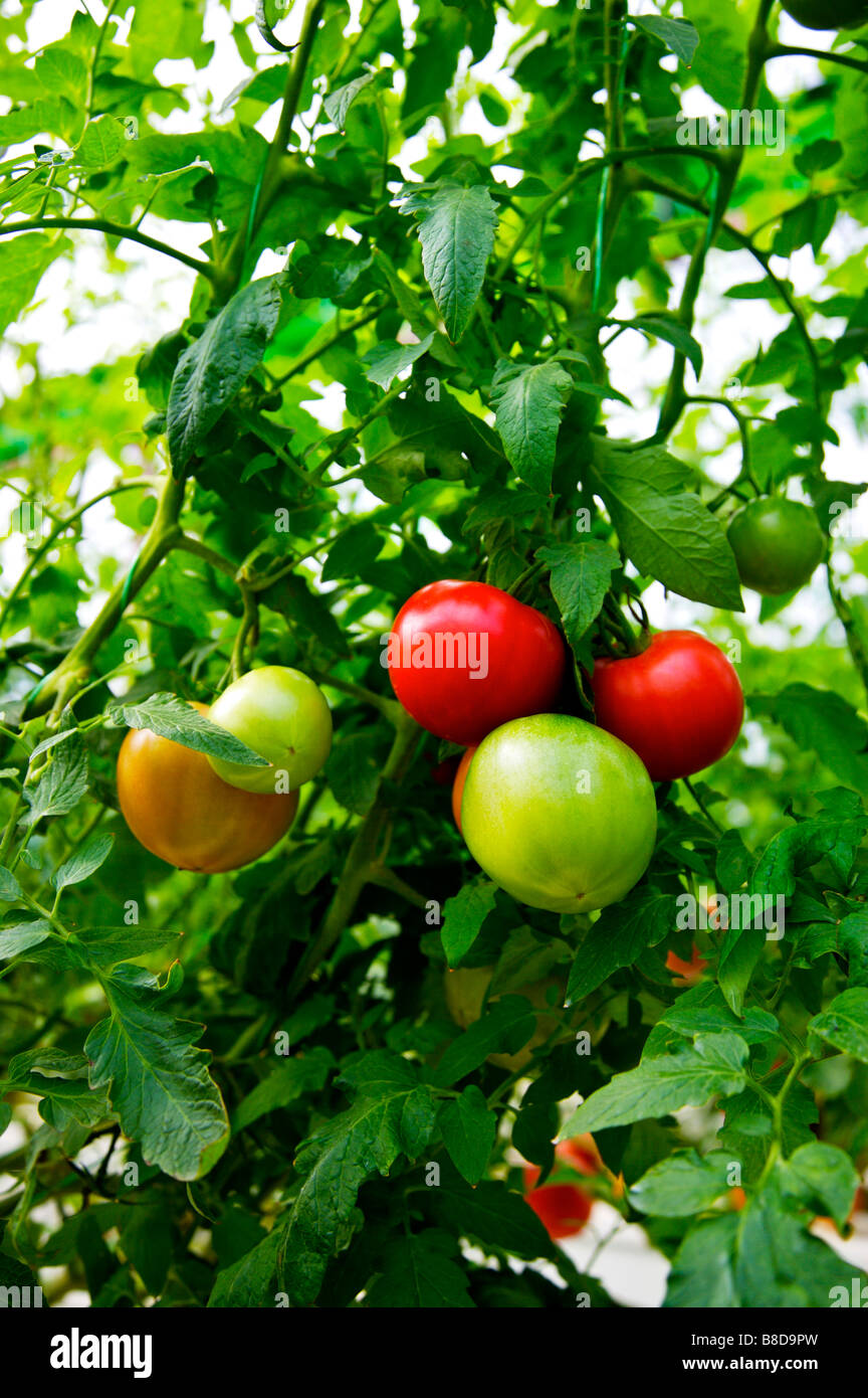Vine series hi-res stock photography and images - Alamy