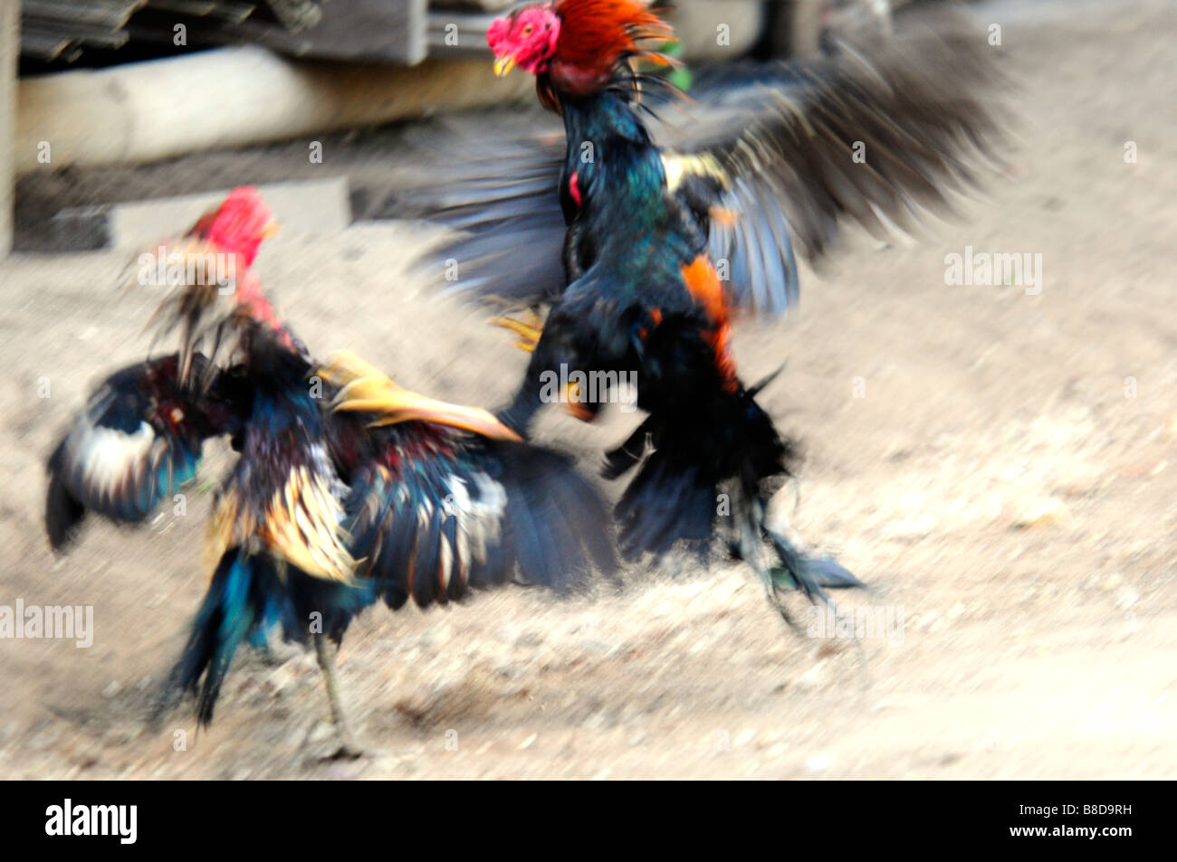 chicken fighting,Tak,Northern Thailand Stock Photo - Alamy