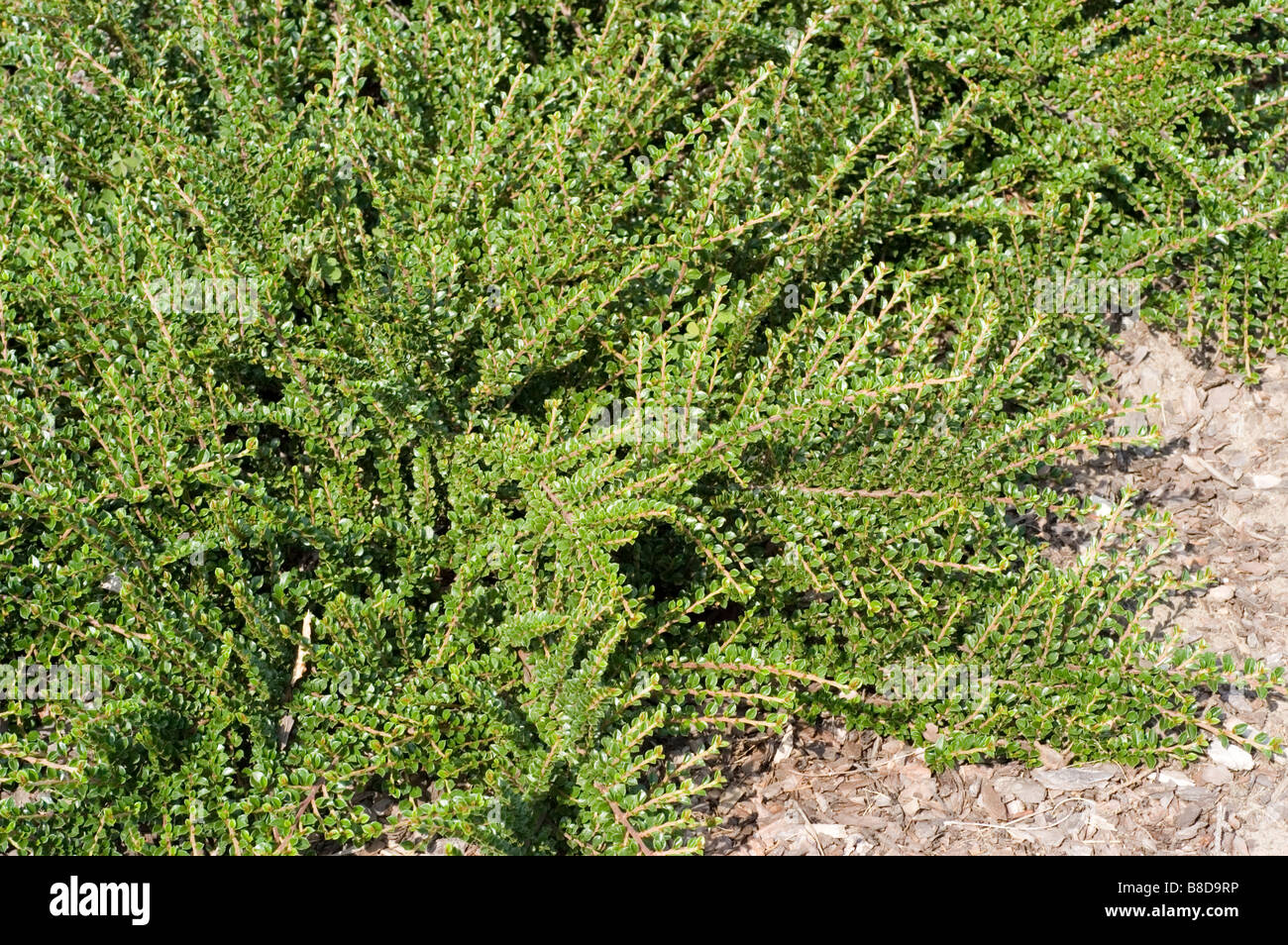 Prostrate Rock Cotoneaster - Cotoneaster perpusillus Stock Photo - Alamy