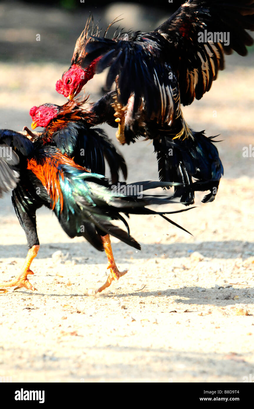 chicken fighting,Tak,Northern Thailand Stock Photo - Alamy