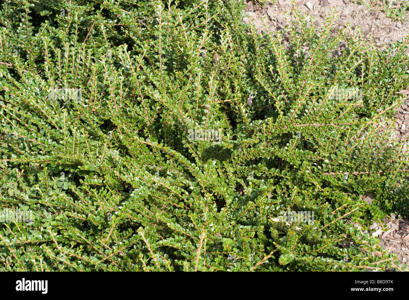 Cotoneaster Horizontalis Perpusillus