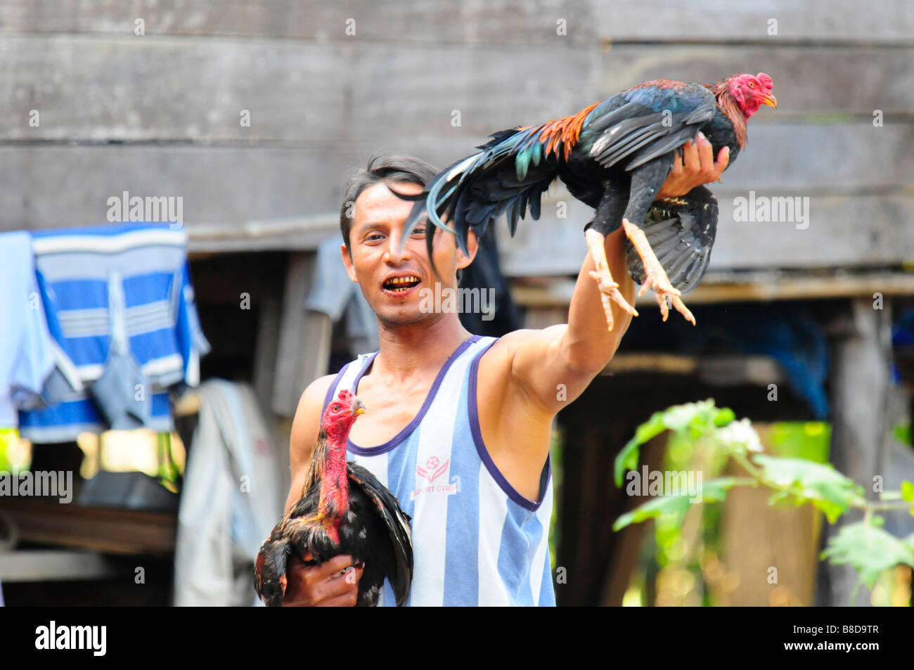 Chicken Fight High Resolution Stock Photography and Images - Alamy
