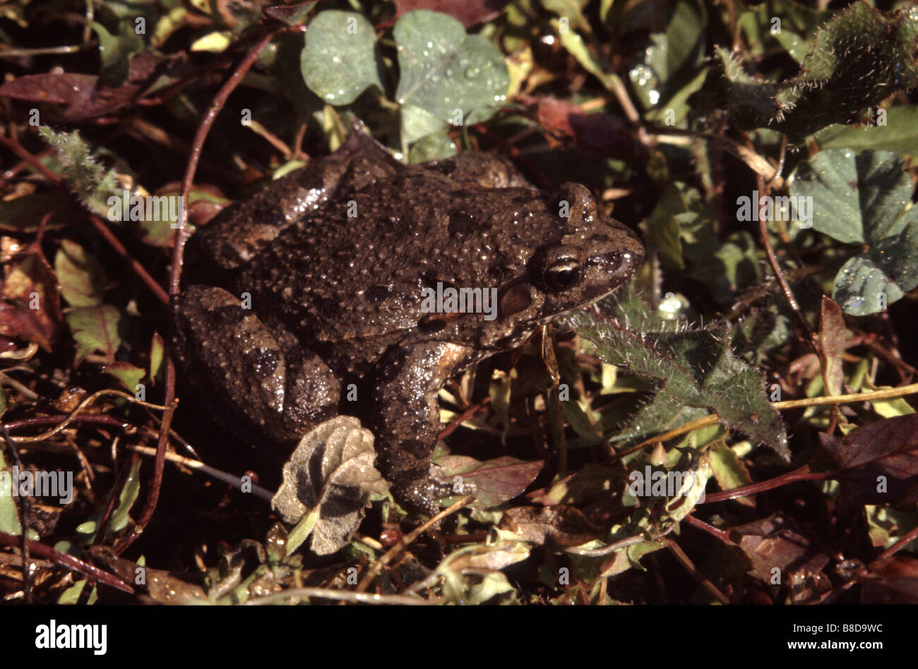Discoglossus pictus, Painted frog Stock Photo - Alamy