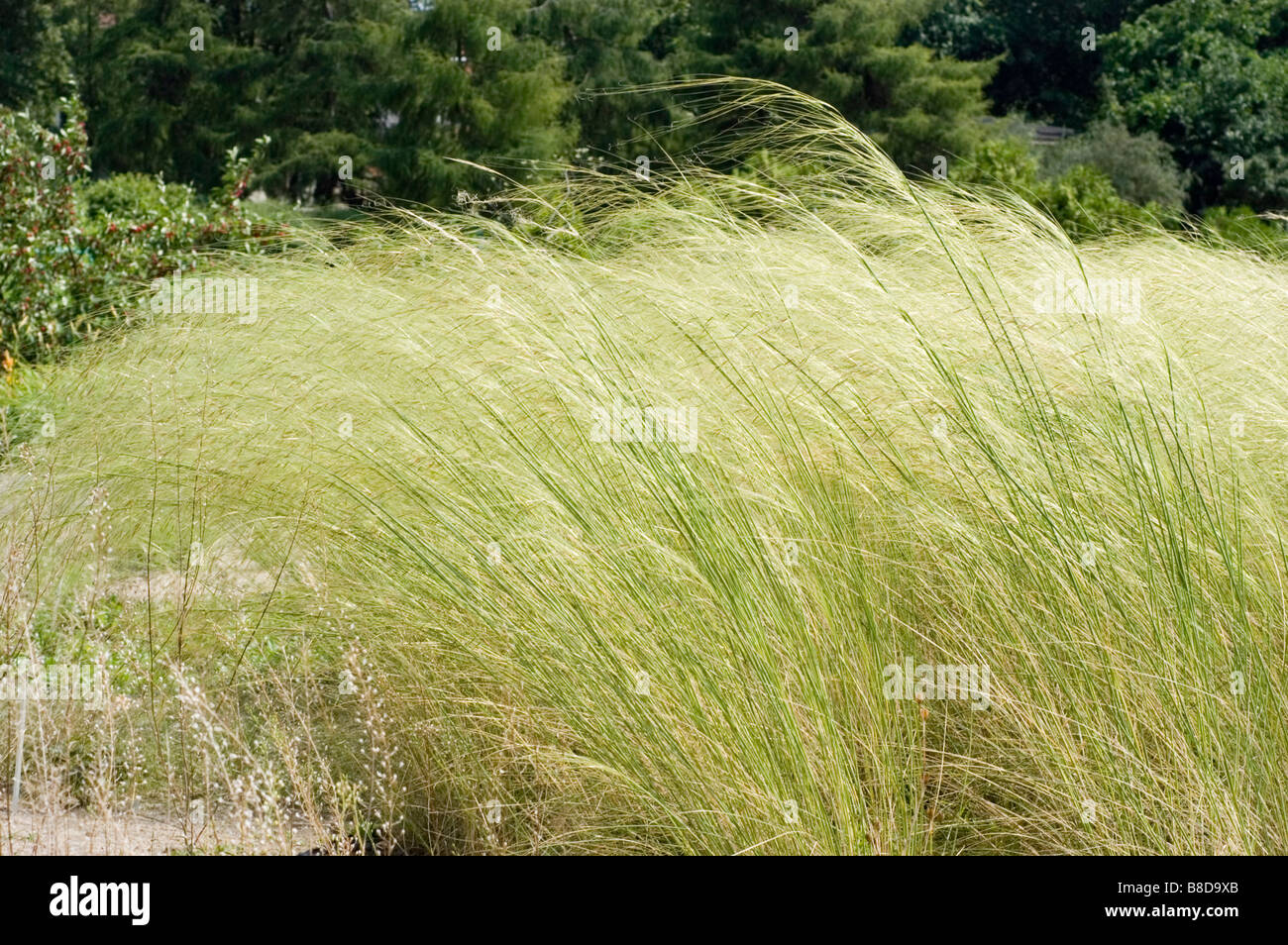 Golden Feather Grass, Ornamental Grass , Poaceae, Stipa pulcherrima ...