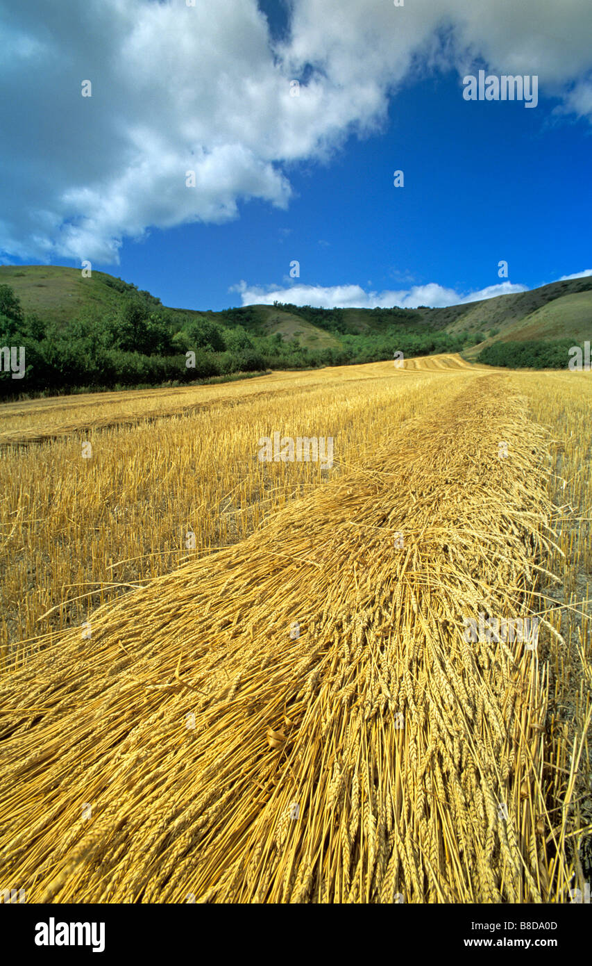 Spring valley saskatchewan hi-res stock photography and images - Alamy