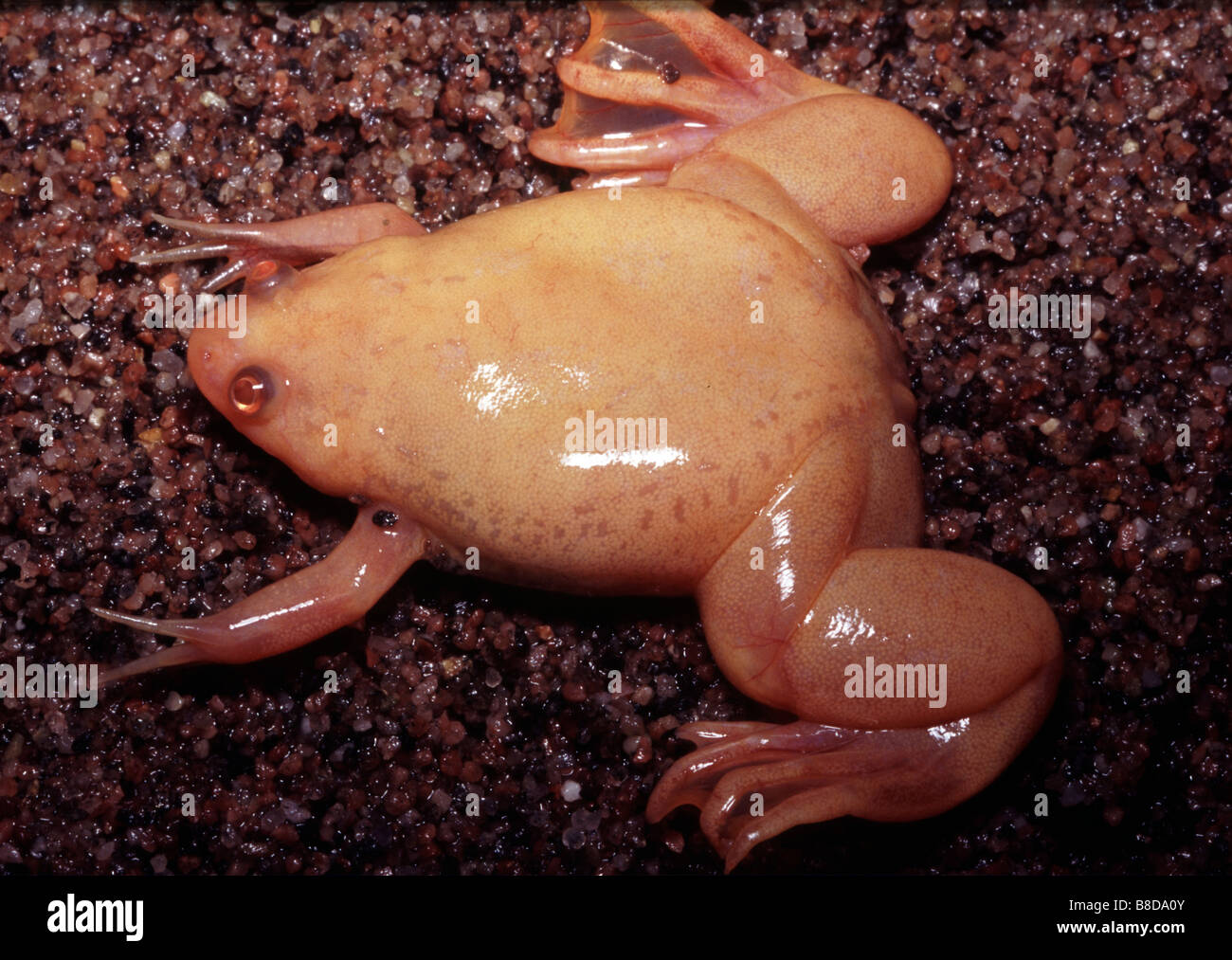 Xenopus hi-res stock photography and images - Alamy
