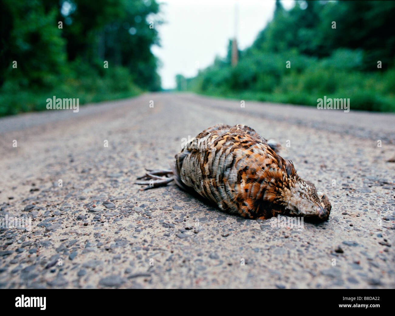 Dead Bird, Muskoka,Ontario Stock Photo - Alamy