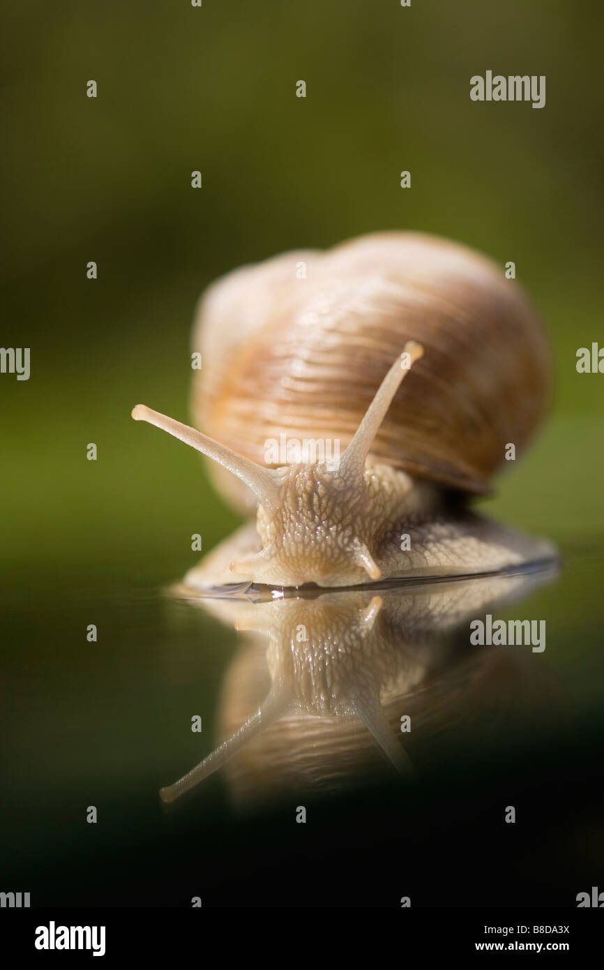 Close up snail reflection front view hi-res stock photography and ...