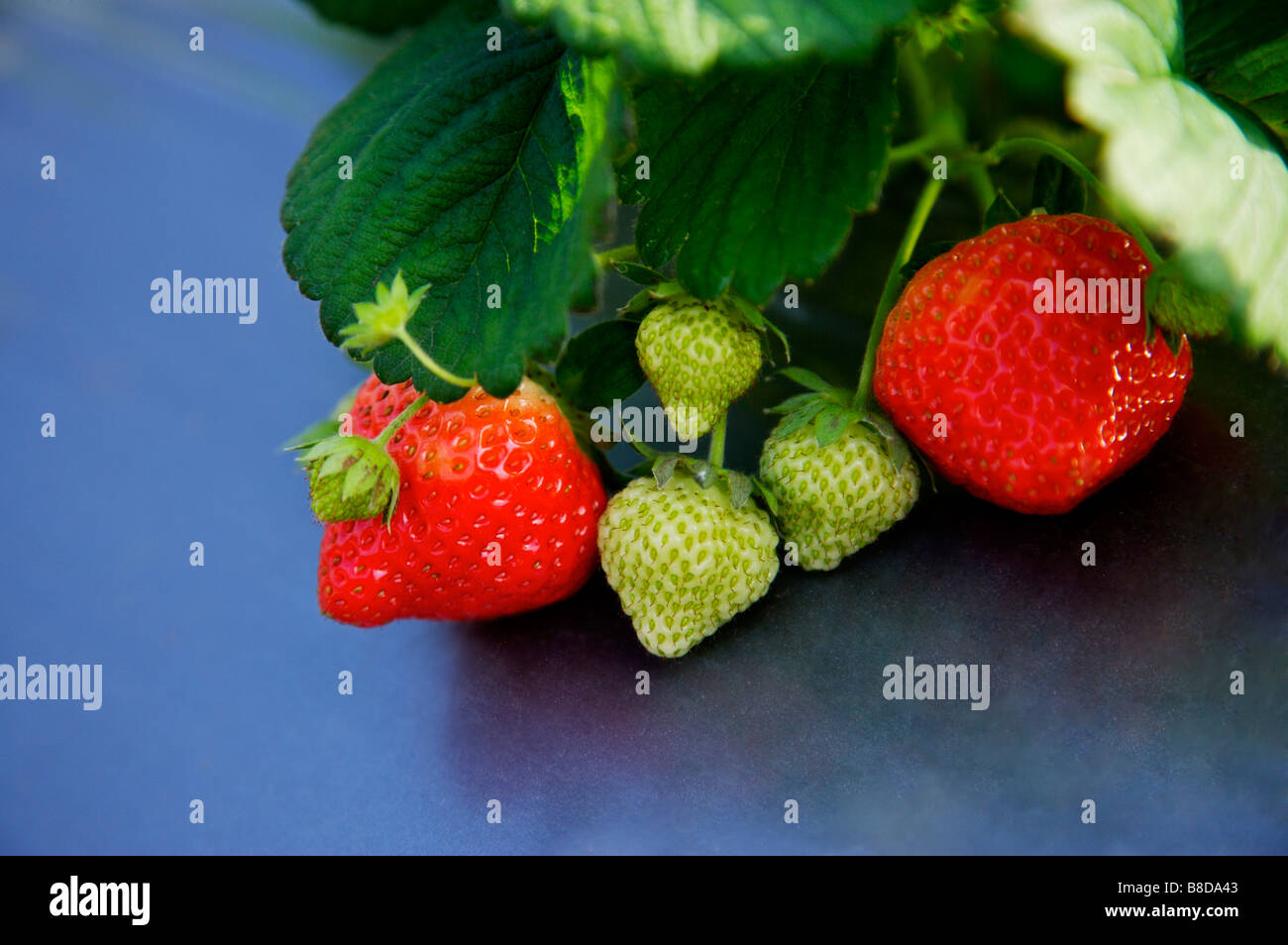 Ripe and unripe strawberry plant hi-res stock photography and images ...