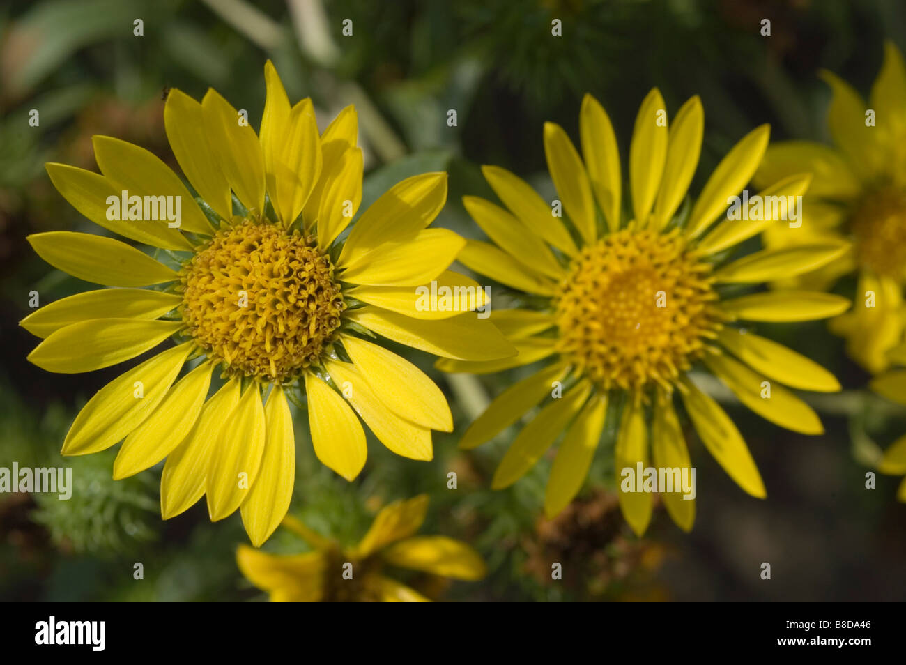 Curlycup gumweed hi-res stock photography and images - Alamy