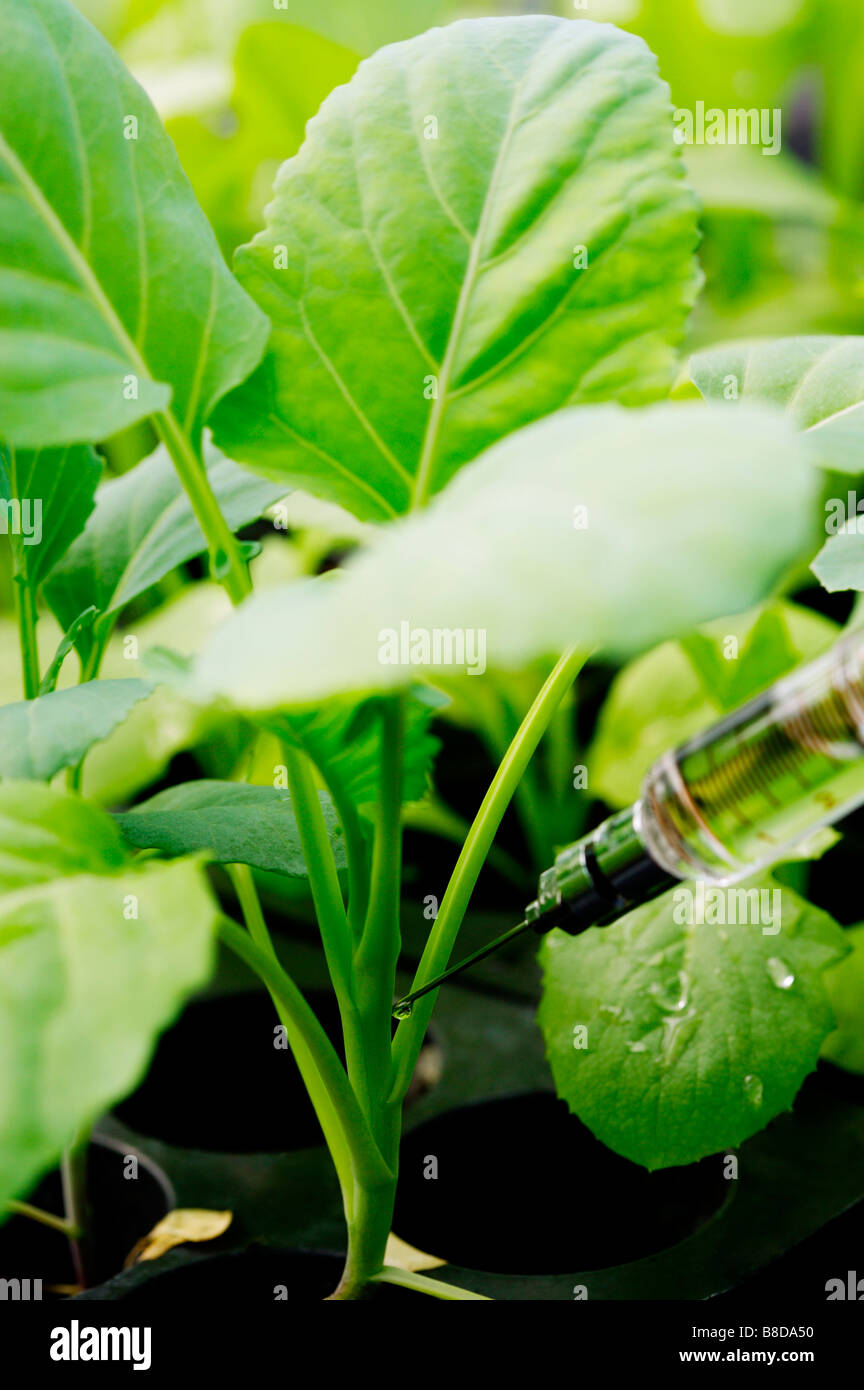 Syringe injecting vegetable close up Stock Photo - Alamy
