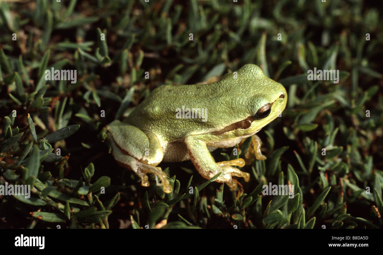 Hyla intermedia, Italian tree frog Stock Photo - Alamy