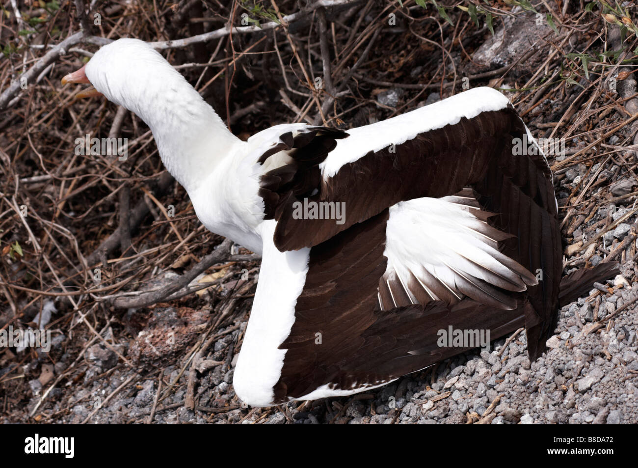 Splayed Wings High Resolution Stock Photography and Images - Alamy