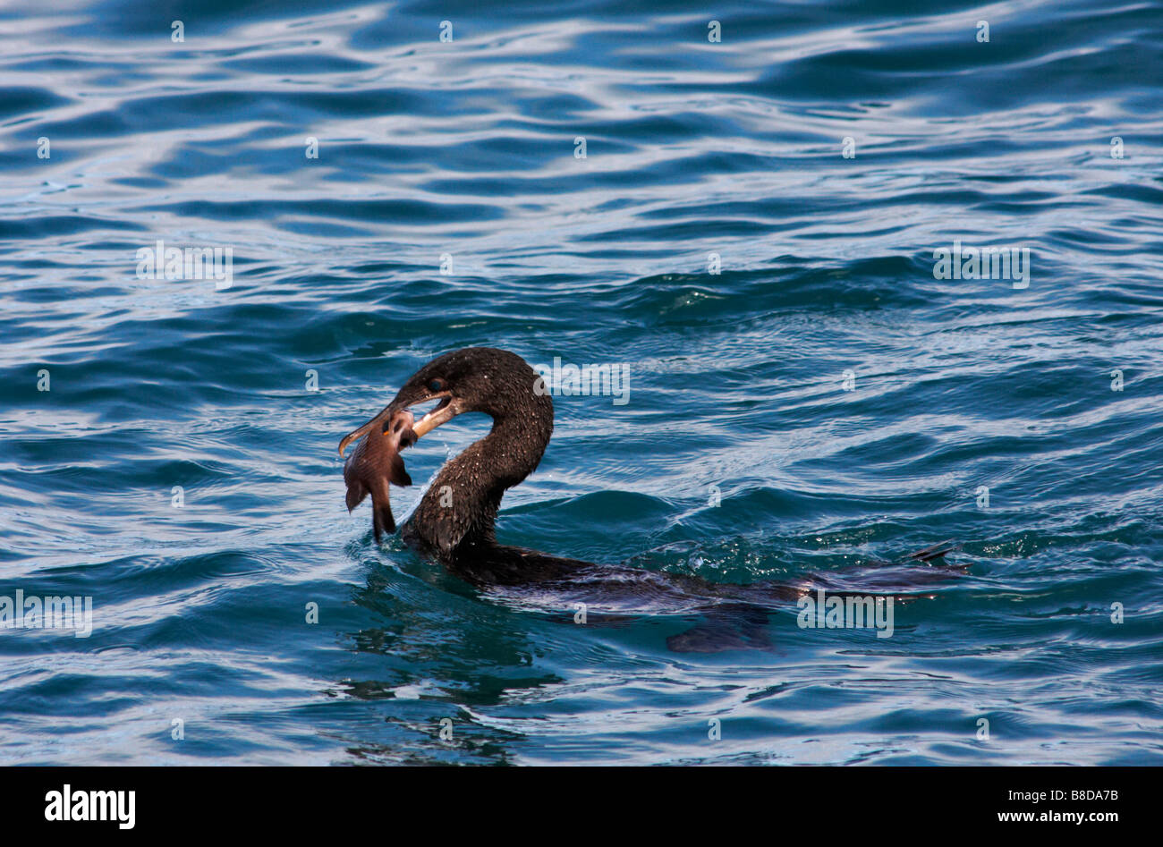 Galapagos Flightless cormorant, Nannopterum harrisi, with fish in bill ...