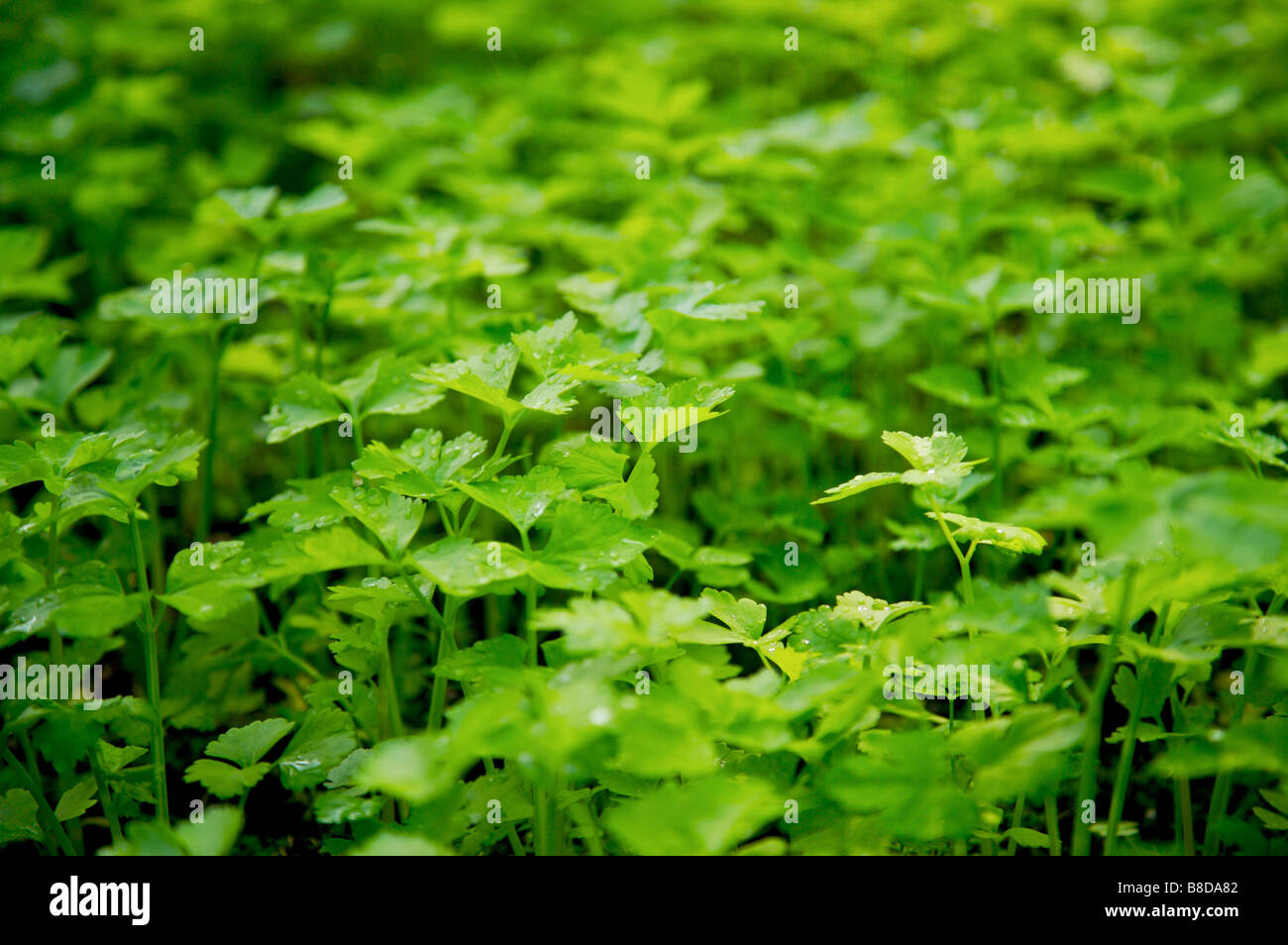 Coriander field or organic farm hi-res stock photography and images - Alamy
