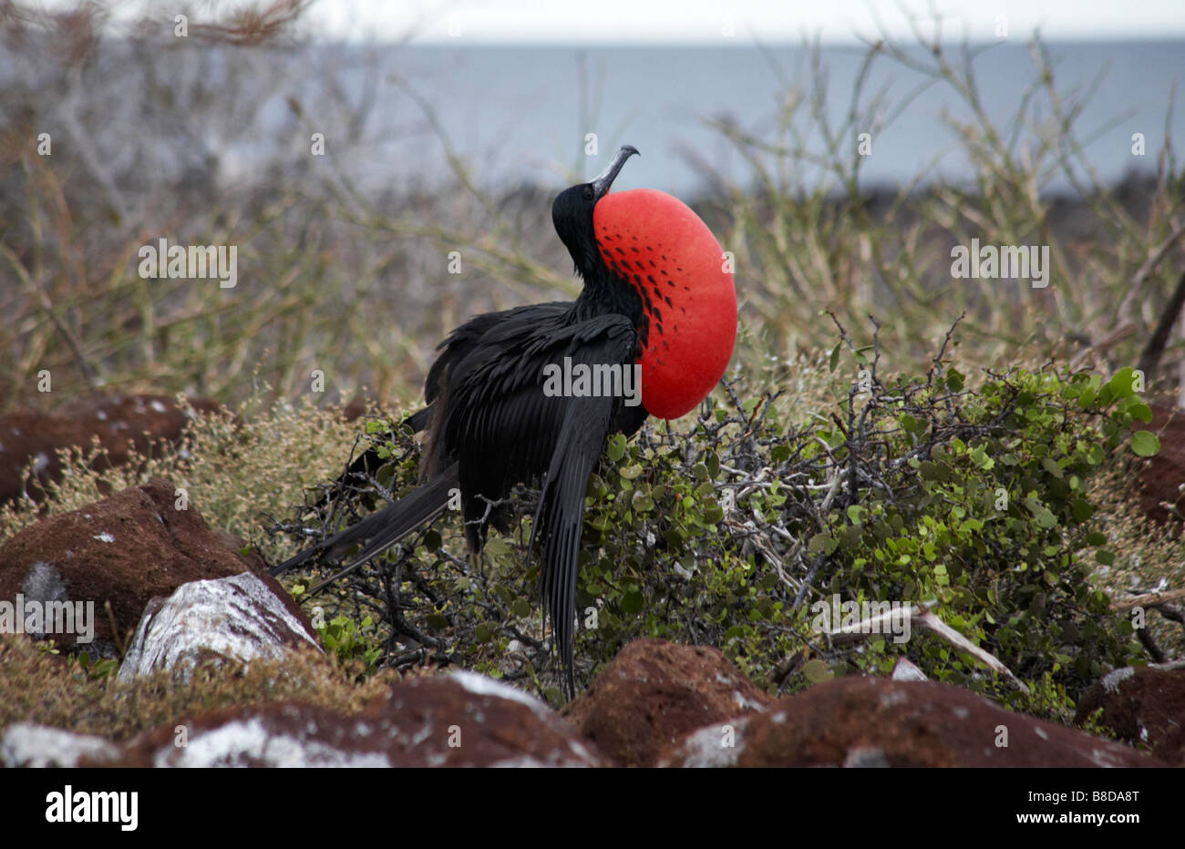 male Great frigatebird, Fregata minor ridgwayi, frigate bird with pouch ...