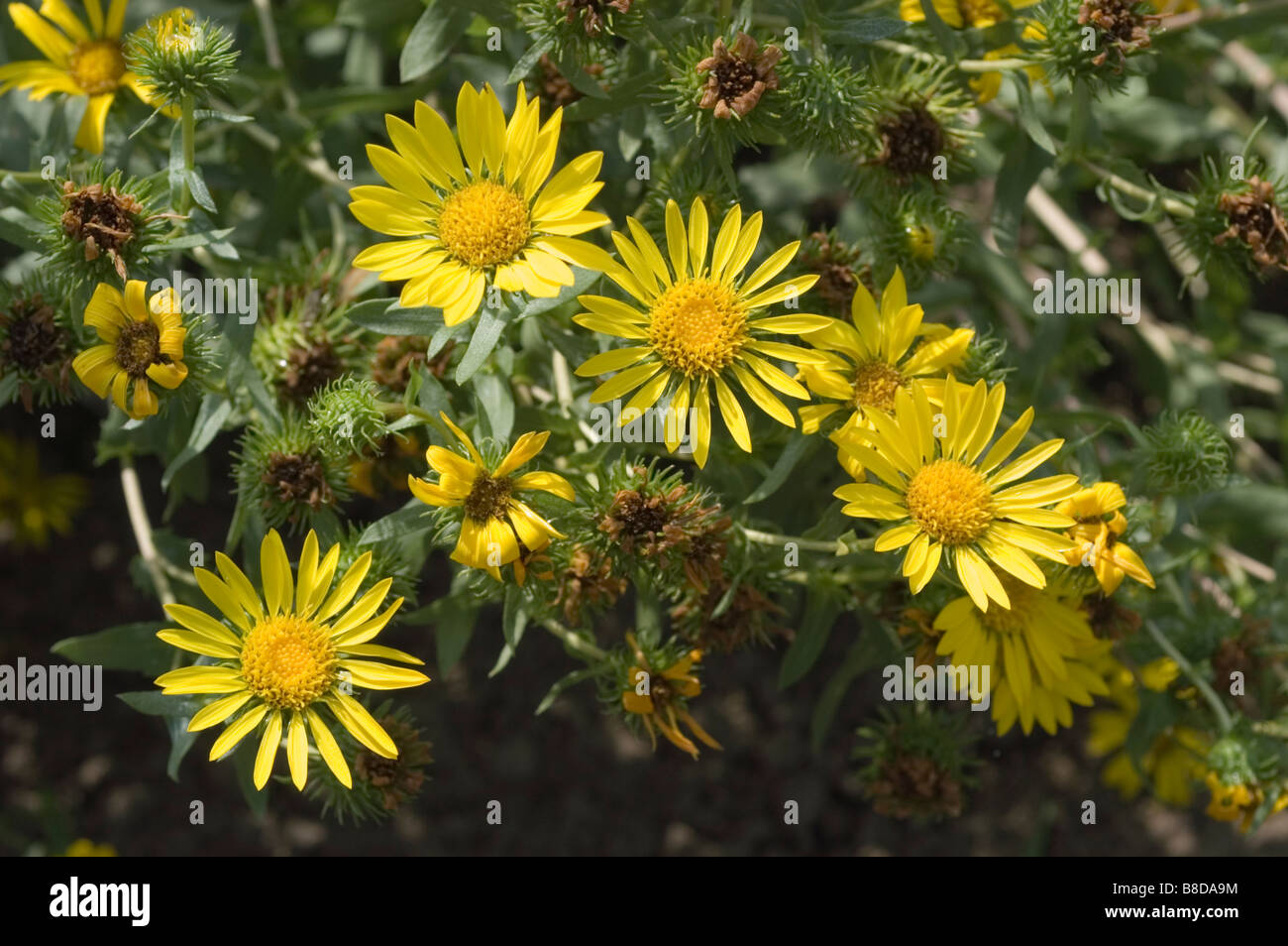 Yellow flowers of curlycup gumweed , Grindelia Squarrosa, USA, Canada ...