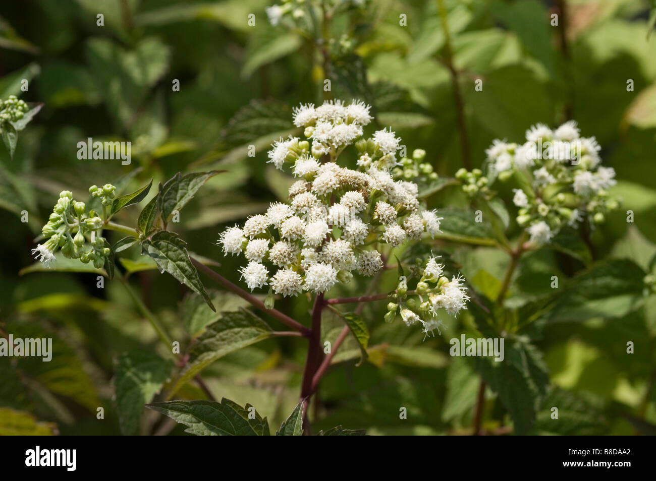 White flowers of lesser snakeroot, Eupatorium aromaticum, Ageratina ...